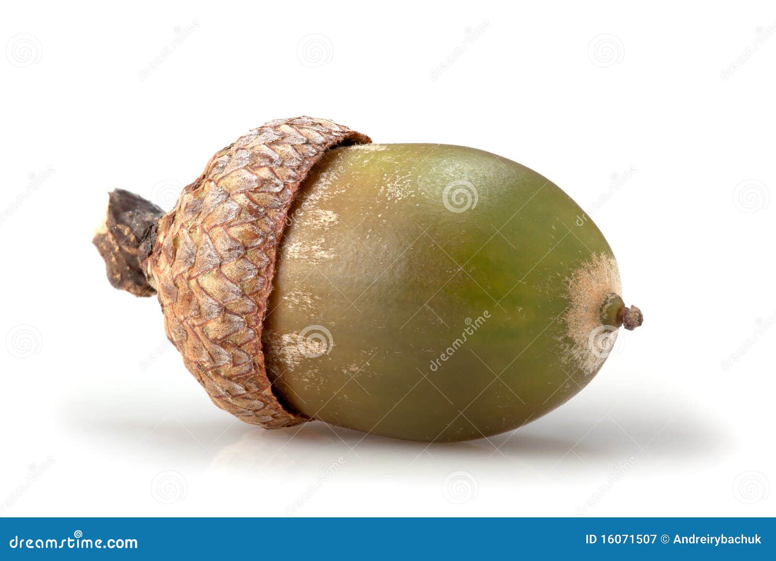 Acorn on white stock image. Image of objects, emaciated - 16071507