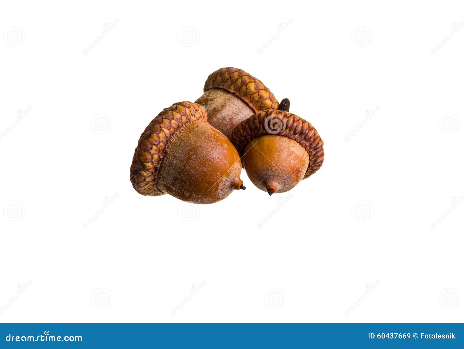 Acorn on a White Background Ice Age Stock Image - Image of fruit, white ...