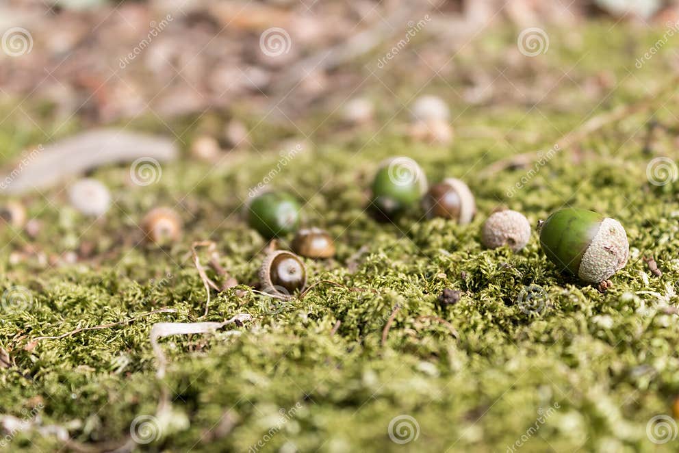 Acorn stock photo. Image of seed, branch, nature, acorn - 68977644