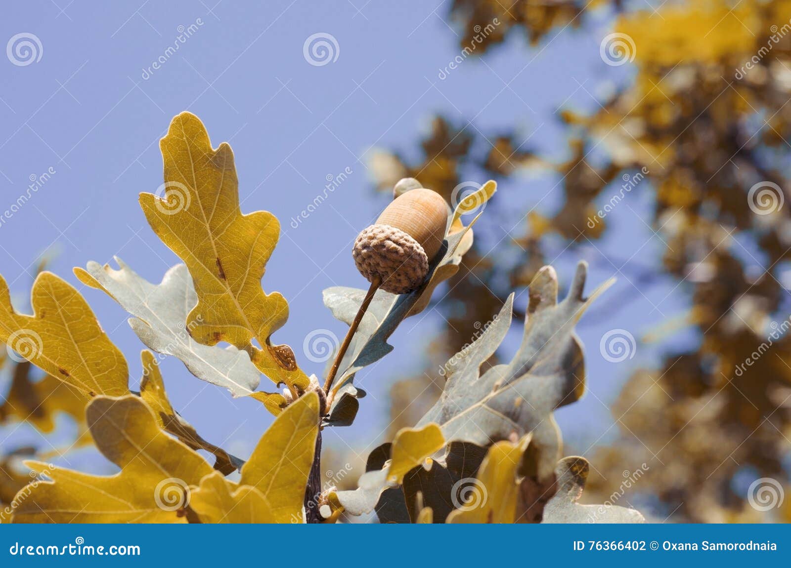 Acorn on a yellow tree stock photo. Image of fruit, maple - 76366402