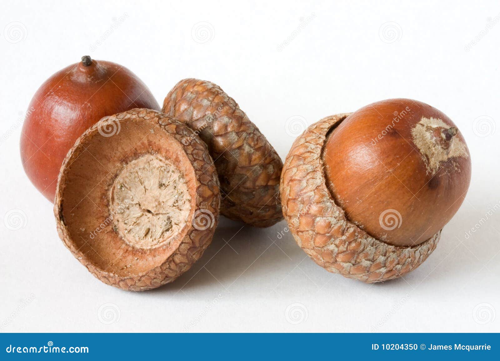 Acorns Royalty-Free Stock Image | CartoonDealer.com #11705278