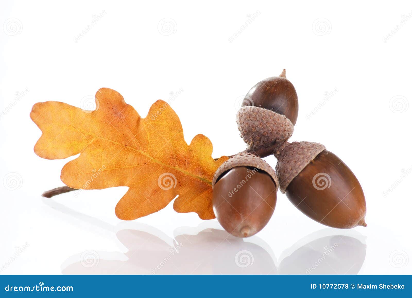 Acorns stock photo. Image of september, tree, autumn - 10772578