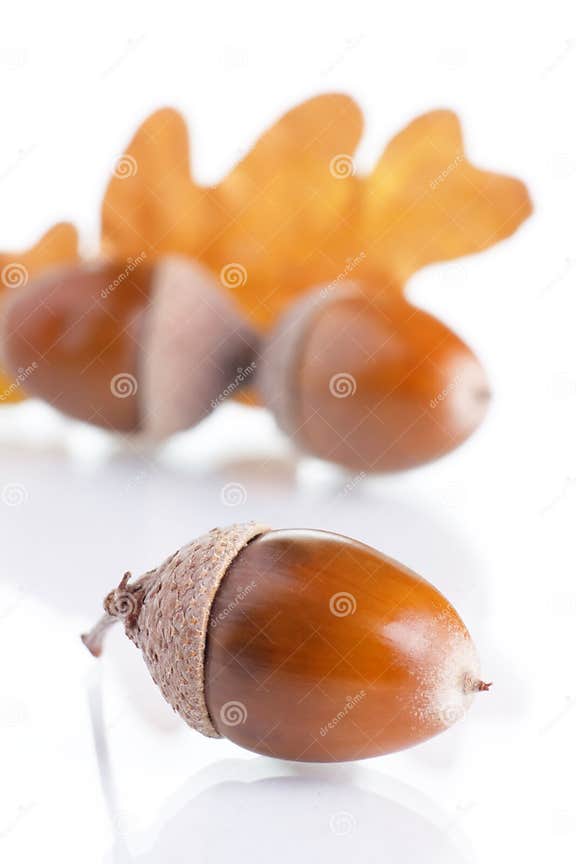 Acorns stock photo. Image of brown, october, fall, background - 10772594