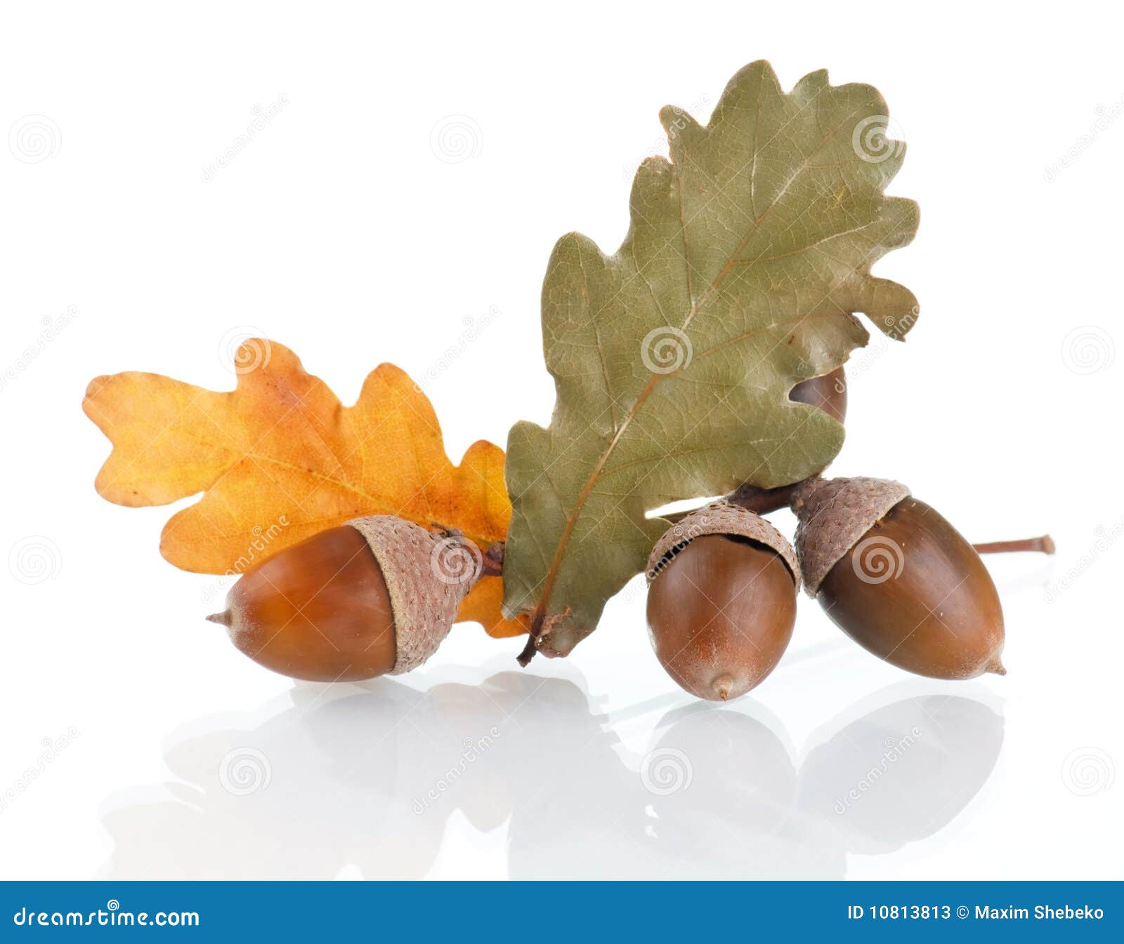Acorns stock image. Image of seasonal, park, fall, september - 10813813