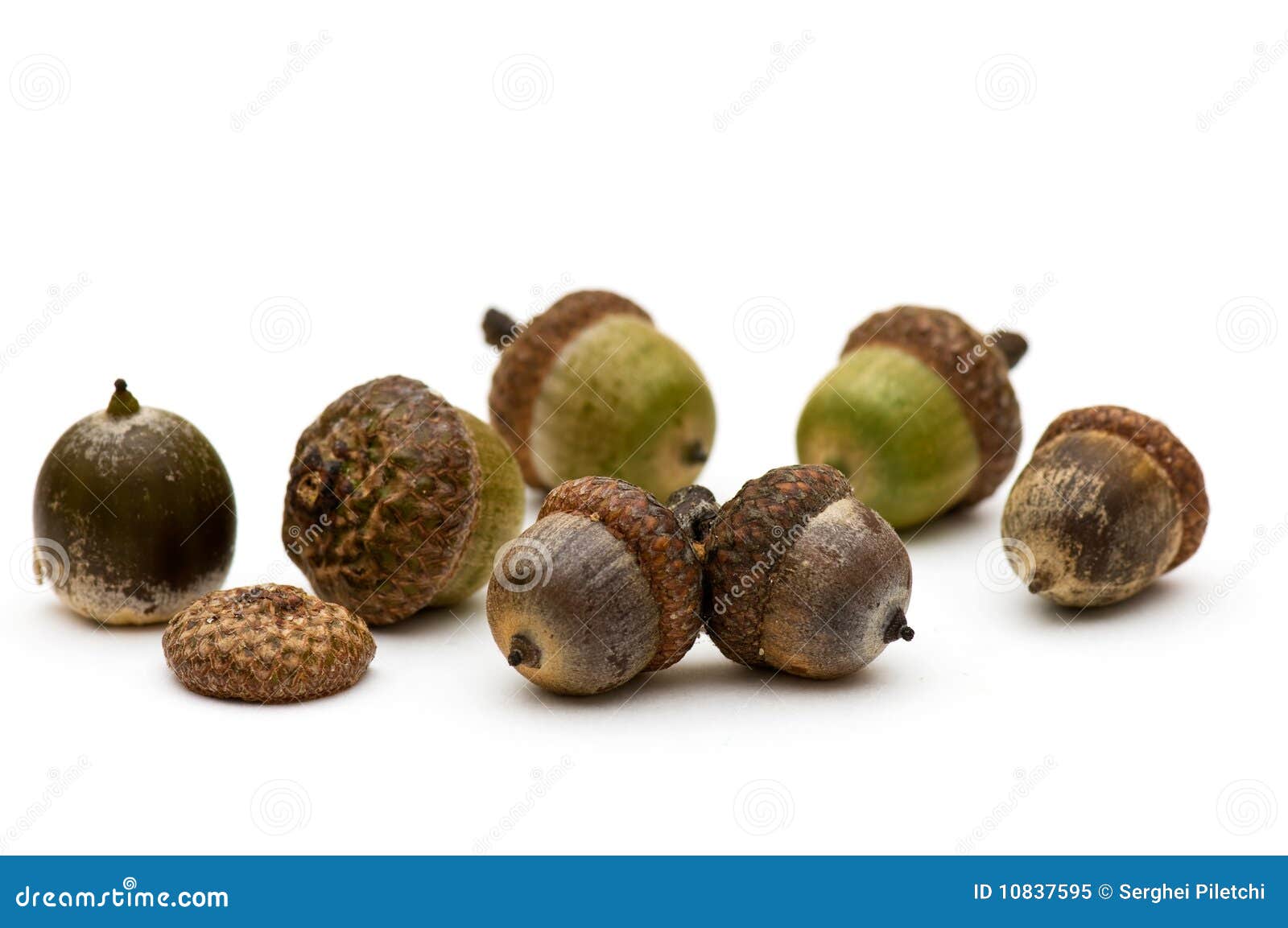 Acorns. stock image. Image of growth, season, seedling - 10837595