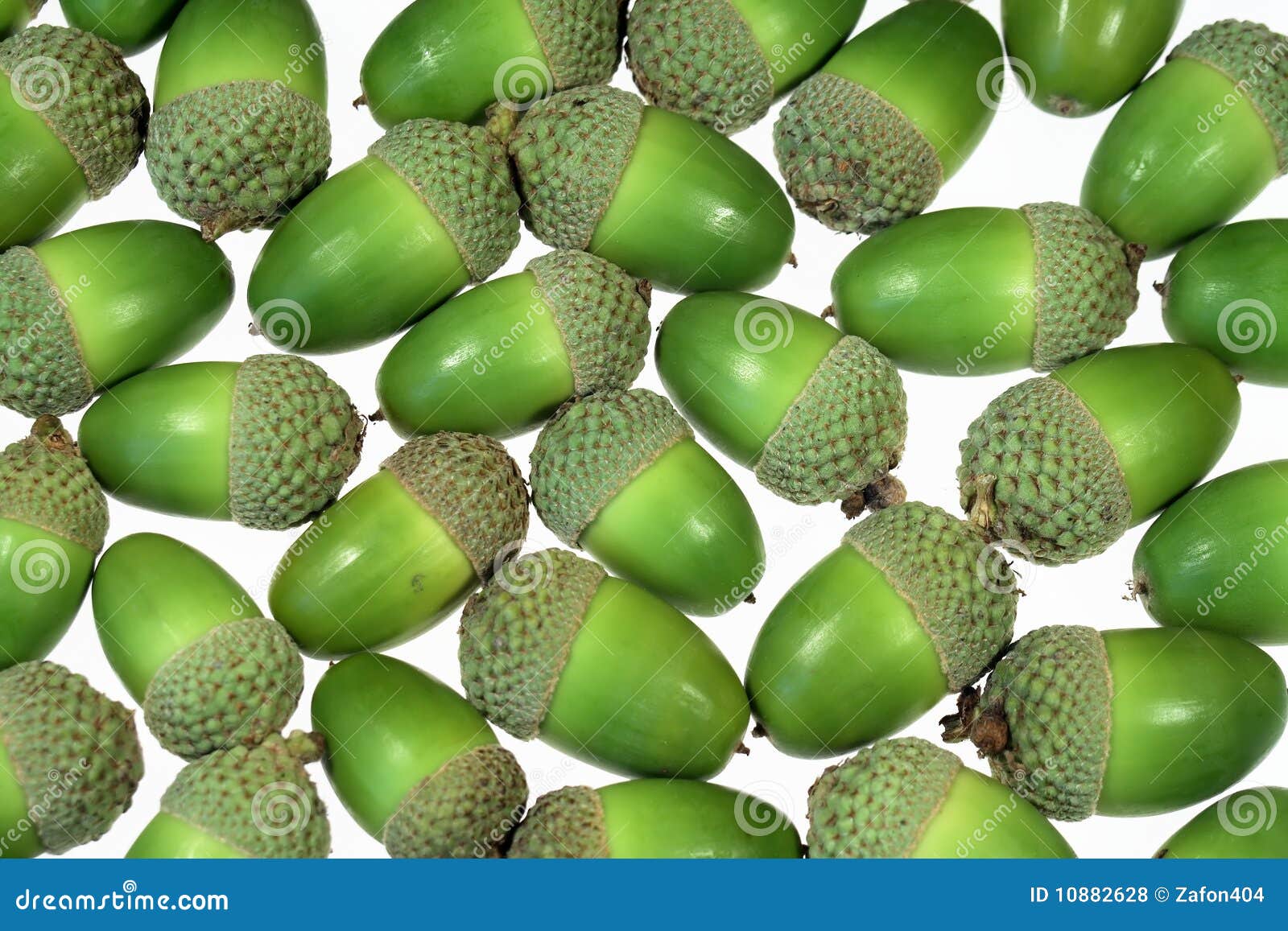 Acorns stock photo. Image of crop, forest, fall, object - 10882628