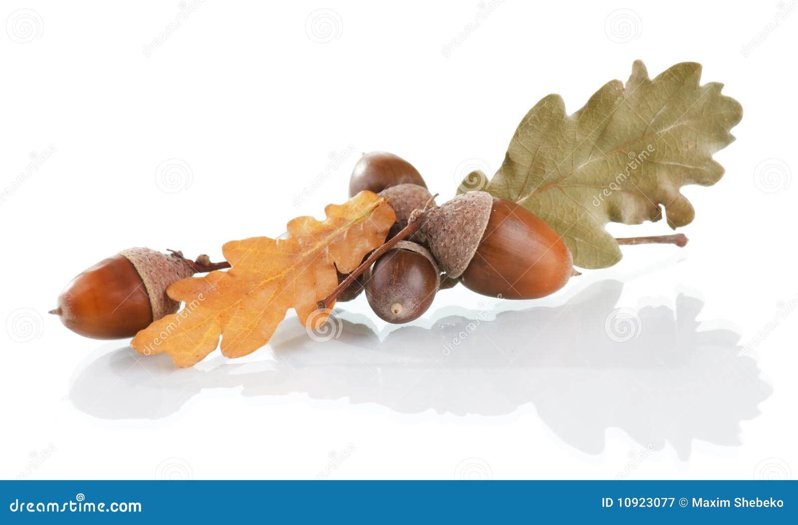 Acorns stock image. Image of golden, green, october, foliage - 10923077