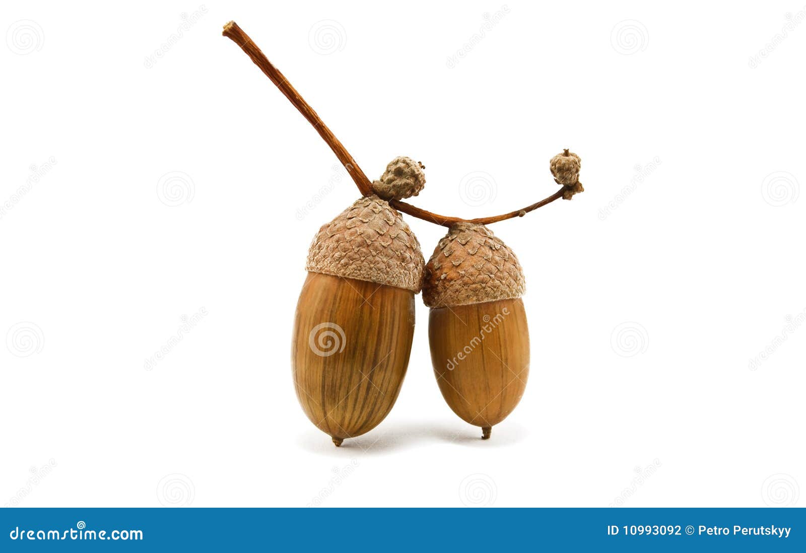 Acorns stock photo. Image of fall, close, woodland, forest - 10993092