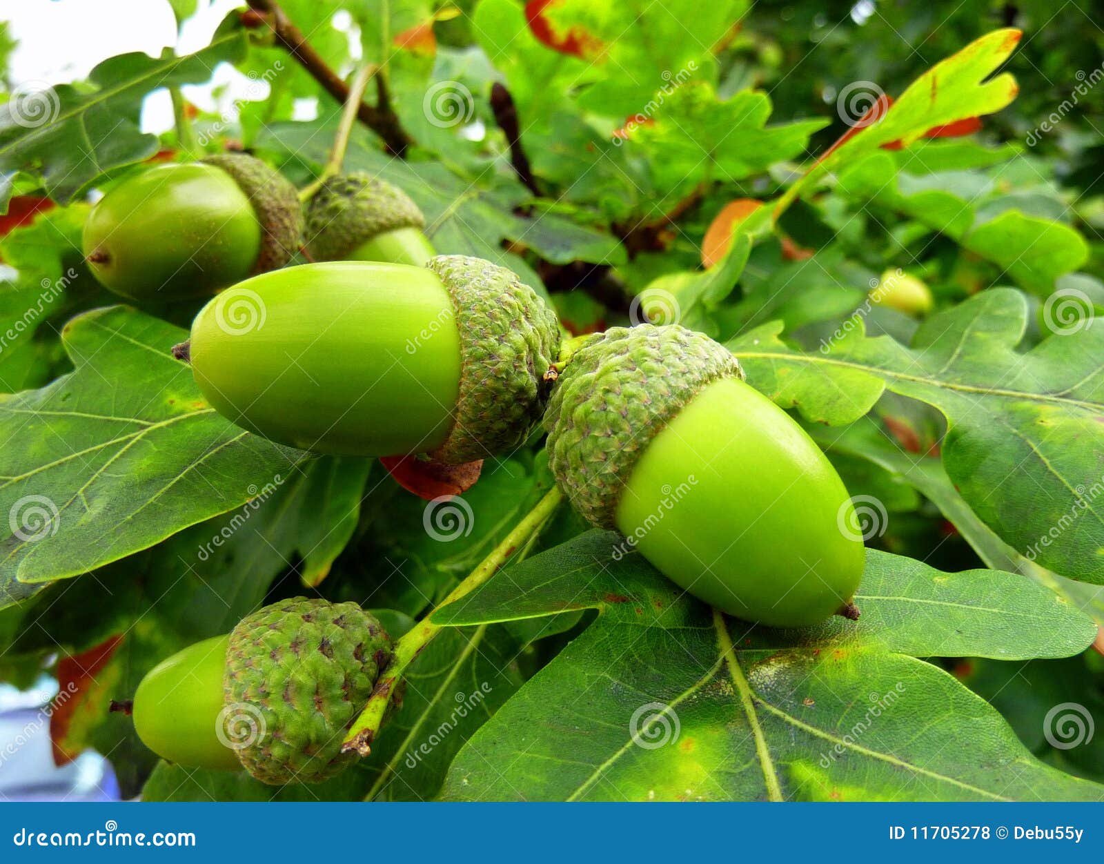 Acorns stock photo. Image of acorns, macro, nuts, plants - 11705278