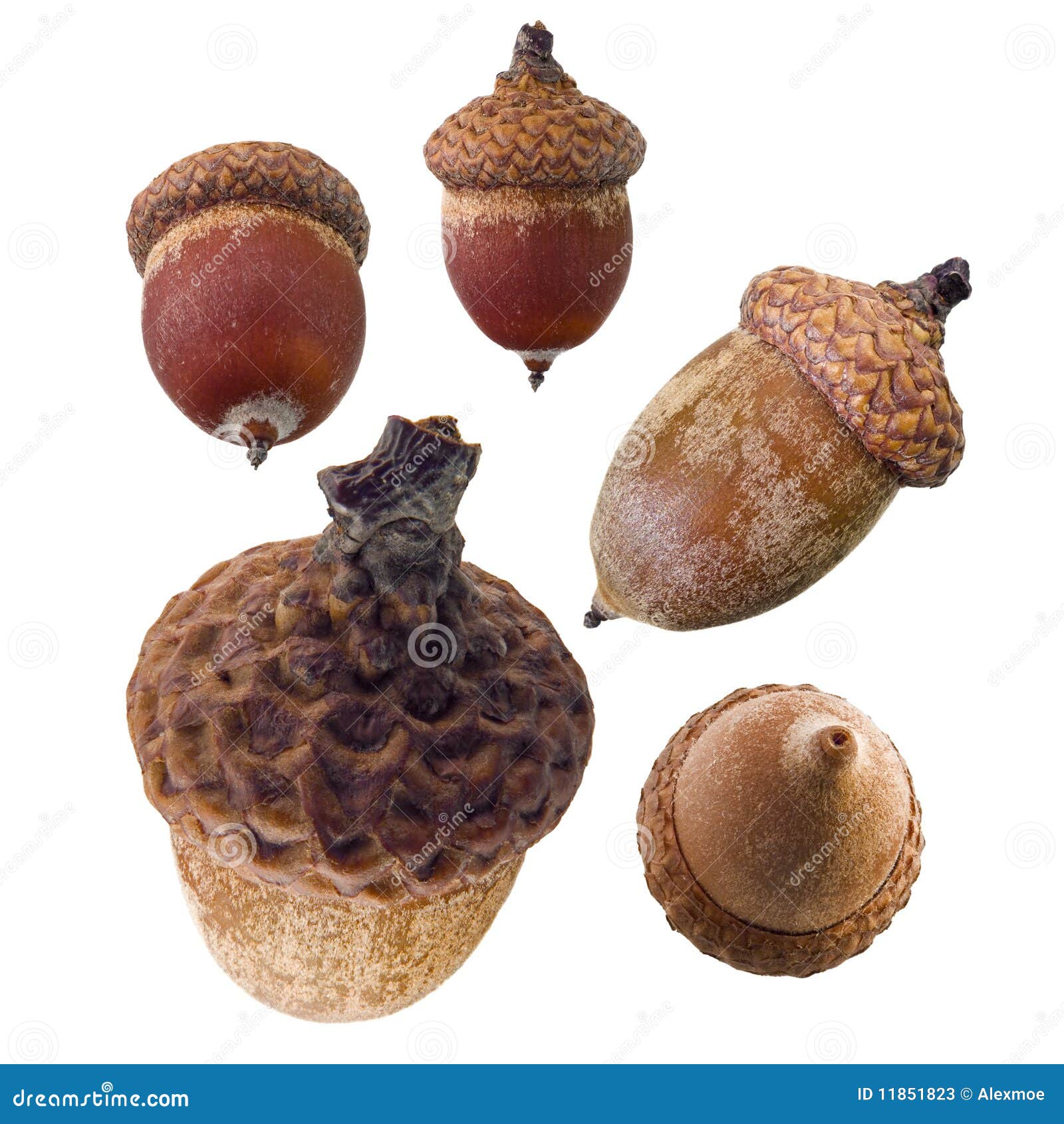 Acorns Different Maturity And Sizes Lie On The Floor Under The Oak Tree ...