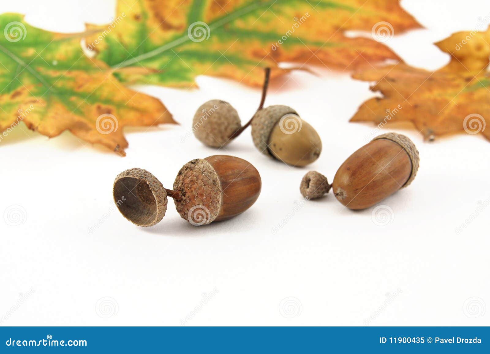 Acorns stock image. Image of fall, park, foliage, yellow - 11900435
