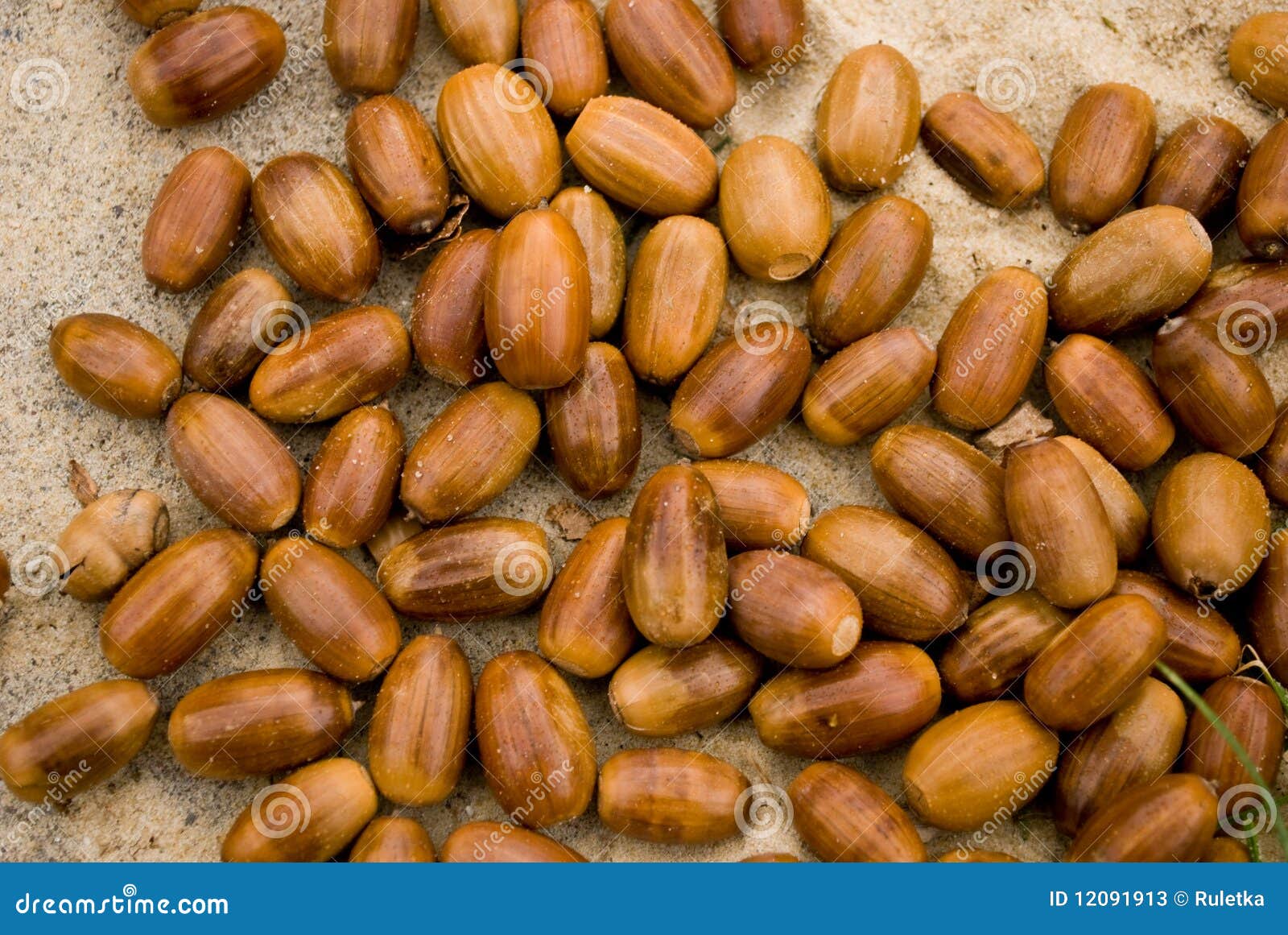 Acorns. stock image. Image of nature, autumn, background - 12091913