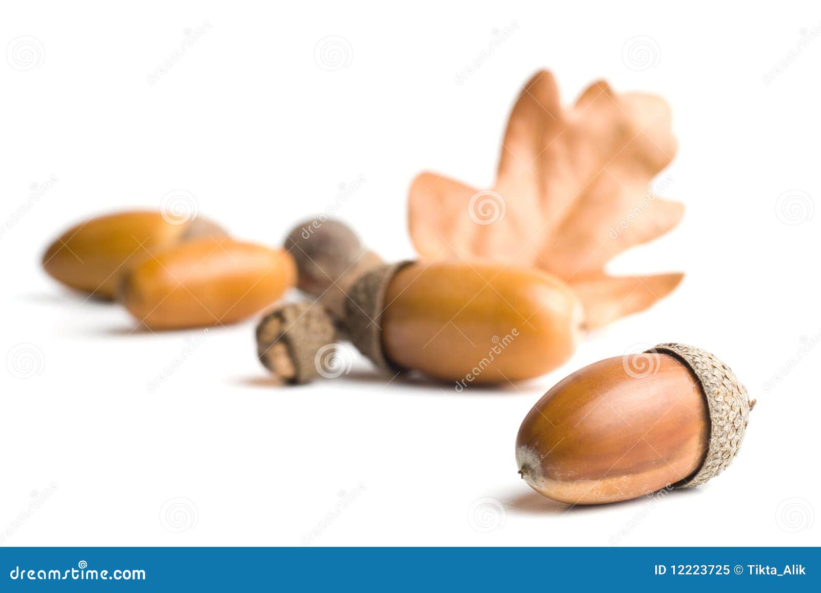 Acorns stock image. Image of life, autumn, brown, quercus - 12223725