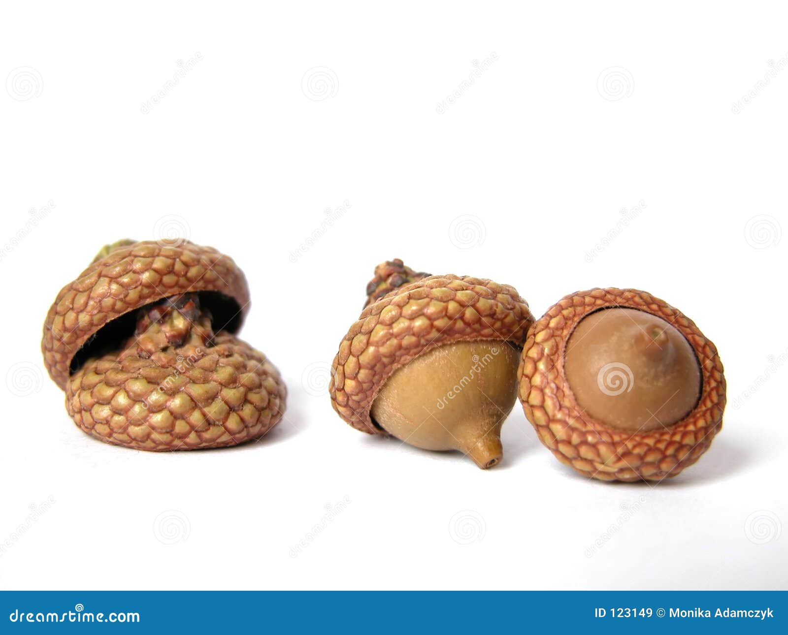 Acorns stock image. Image of acorns, forest, autumn, trees - 123149