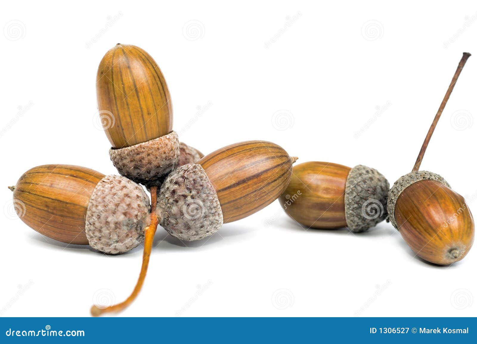 Acorns stock image. Image of group, close, fruit, isolated - 1306527