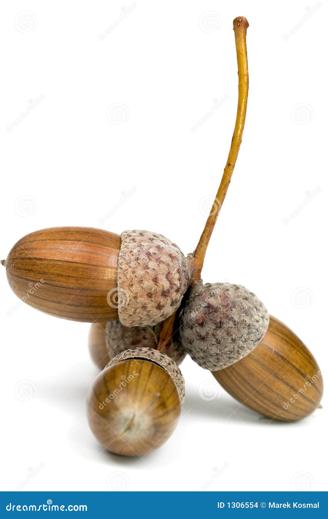 Acorns stock photo. Image of nature, white, group, acorns - 1306554