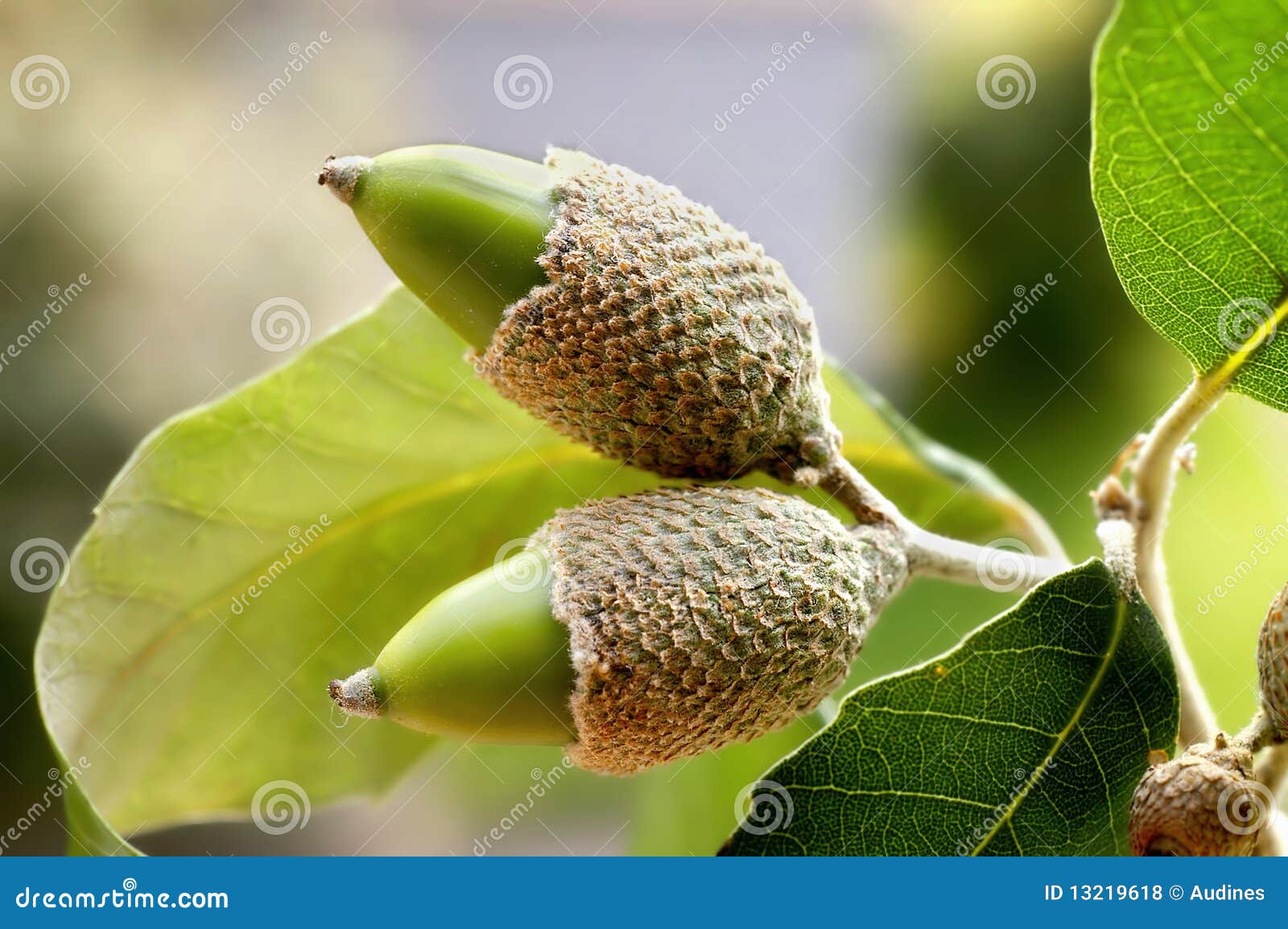 Acorns stock photo. Image of closeup, autumn, acorn, plant - 13219618