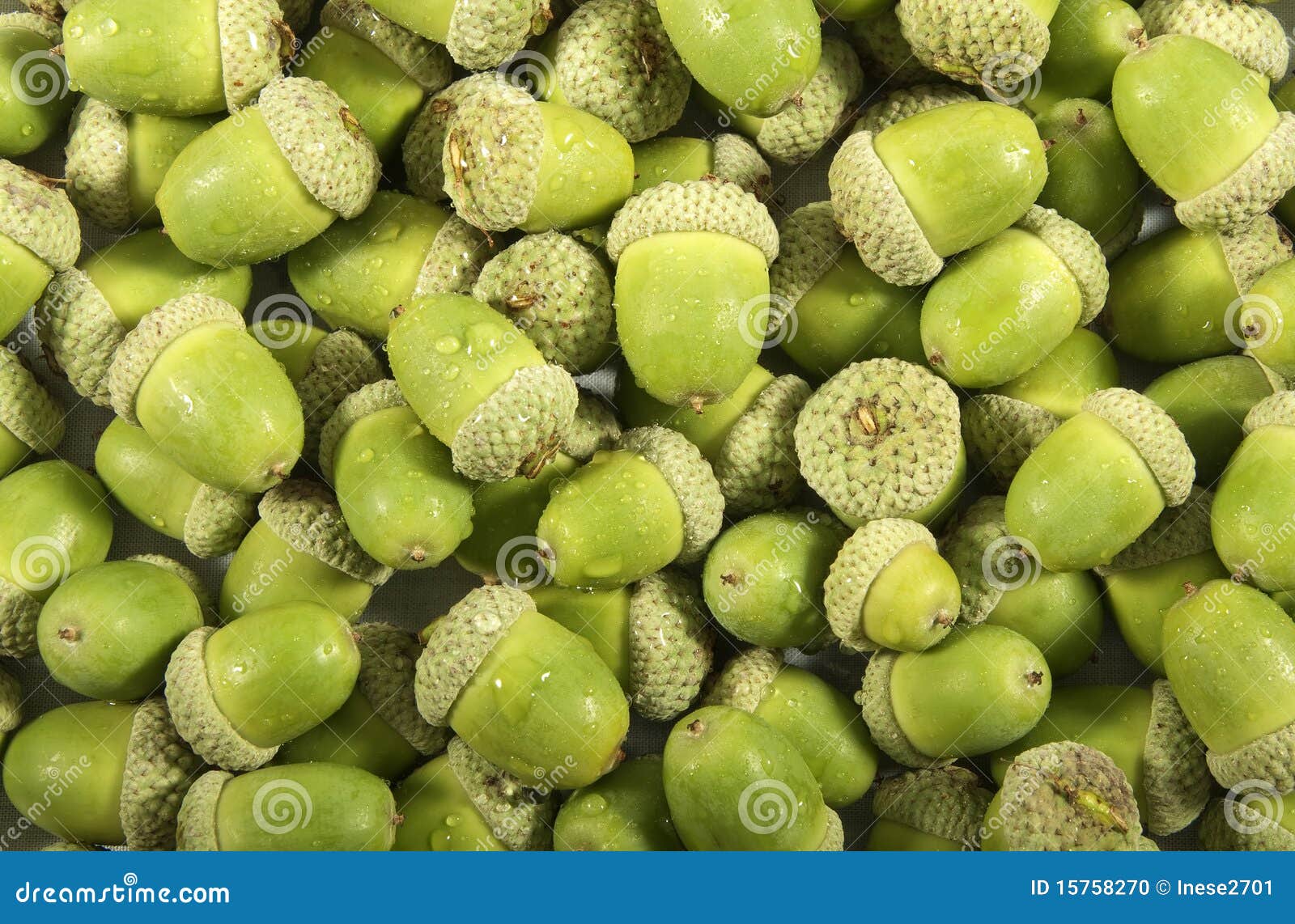Acorns stock photo. Image of trees, details, background - 15758270