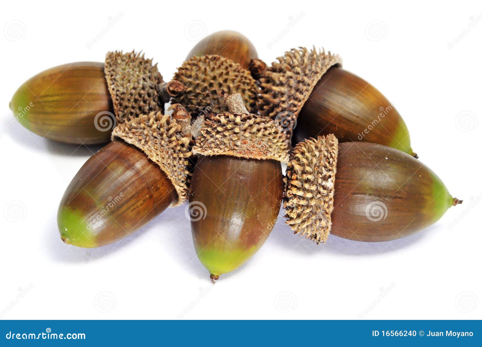 Acorns stock photo. Image of organic, fruit, fall, symbol - 16566240