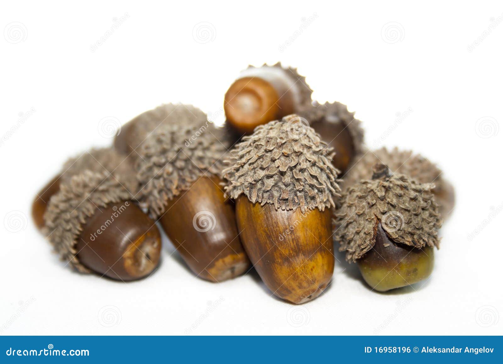 Acorns stock photo. Image of backgrounds, botany, medical - 16958196
