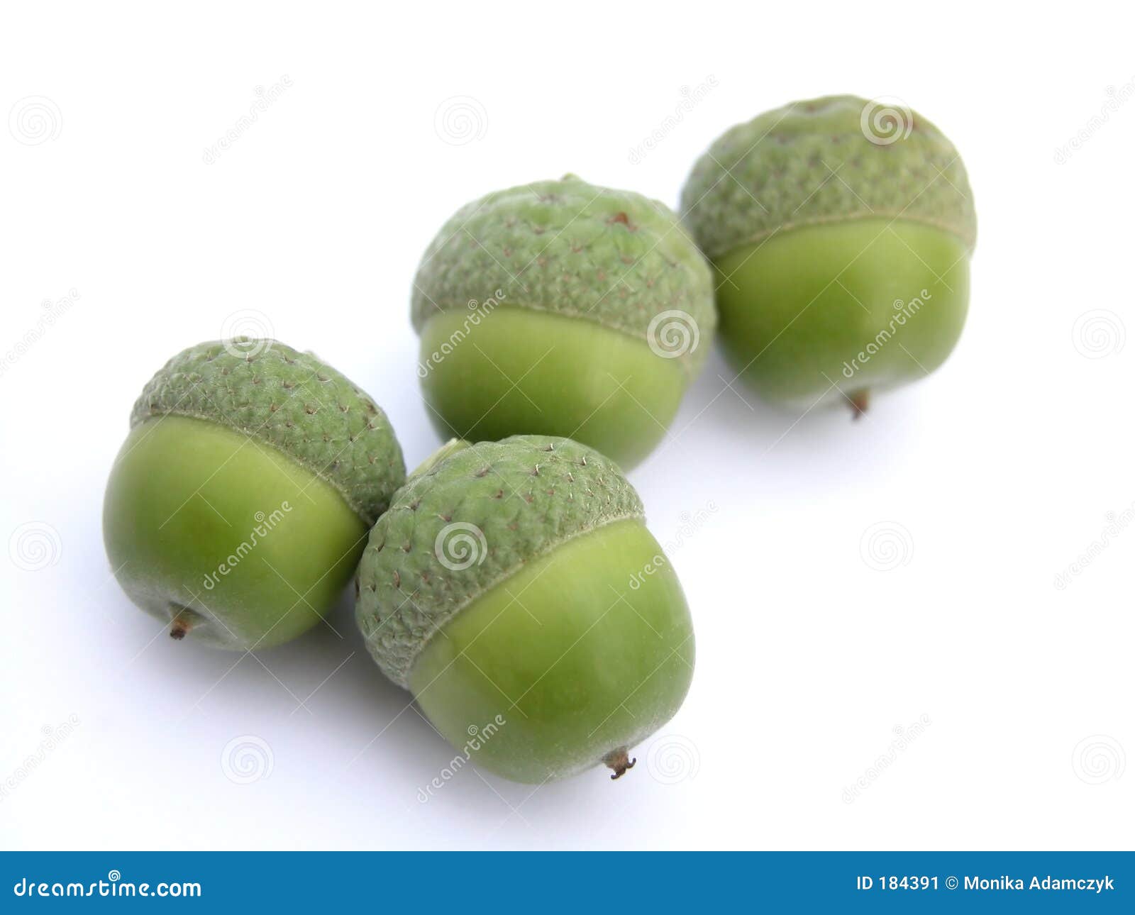 Acorns stock image. Image of forest, acorns, autumn, fall - 184391