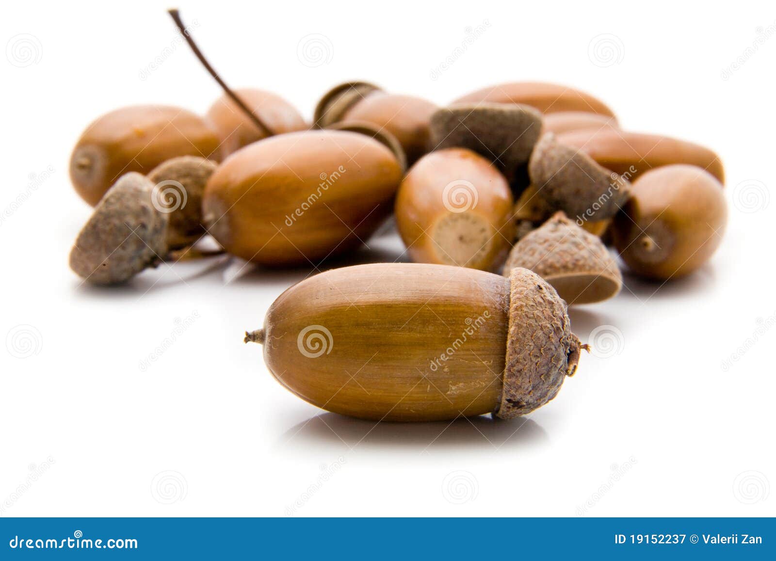 Acorns stock image. Image of outdoor, plant, fall, forest - 19152237