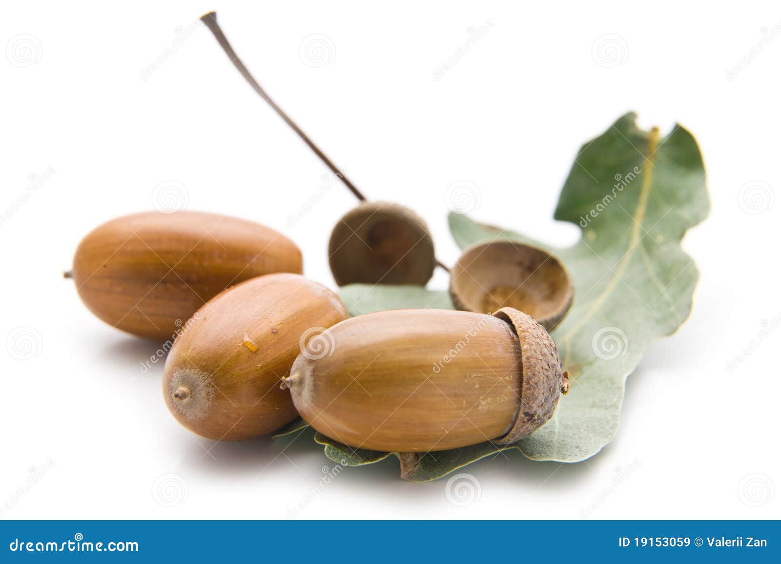 Acorns stock image. Image of decoration, autumn, close - 19153059
