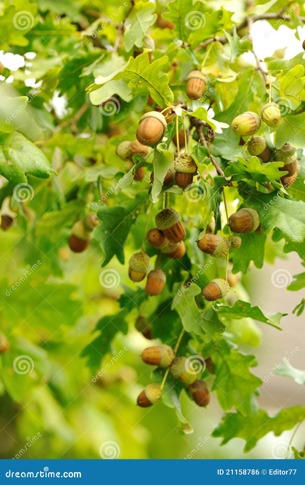 Acorn tree stock photo. Image of green, food, earthly - 21158786