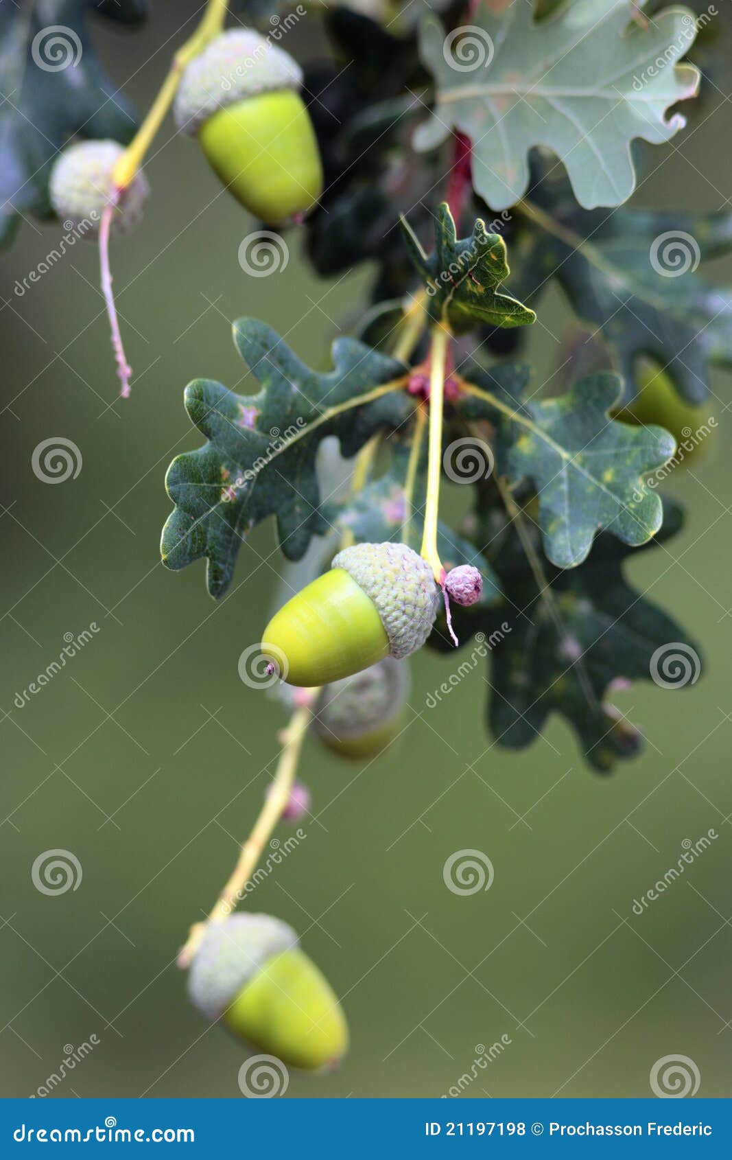 Acorns stock photo. Image of wood, macro, fruit, outdoor - 21197198