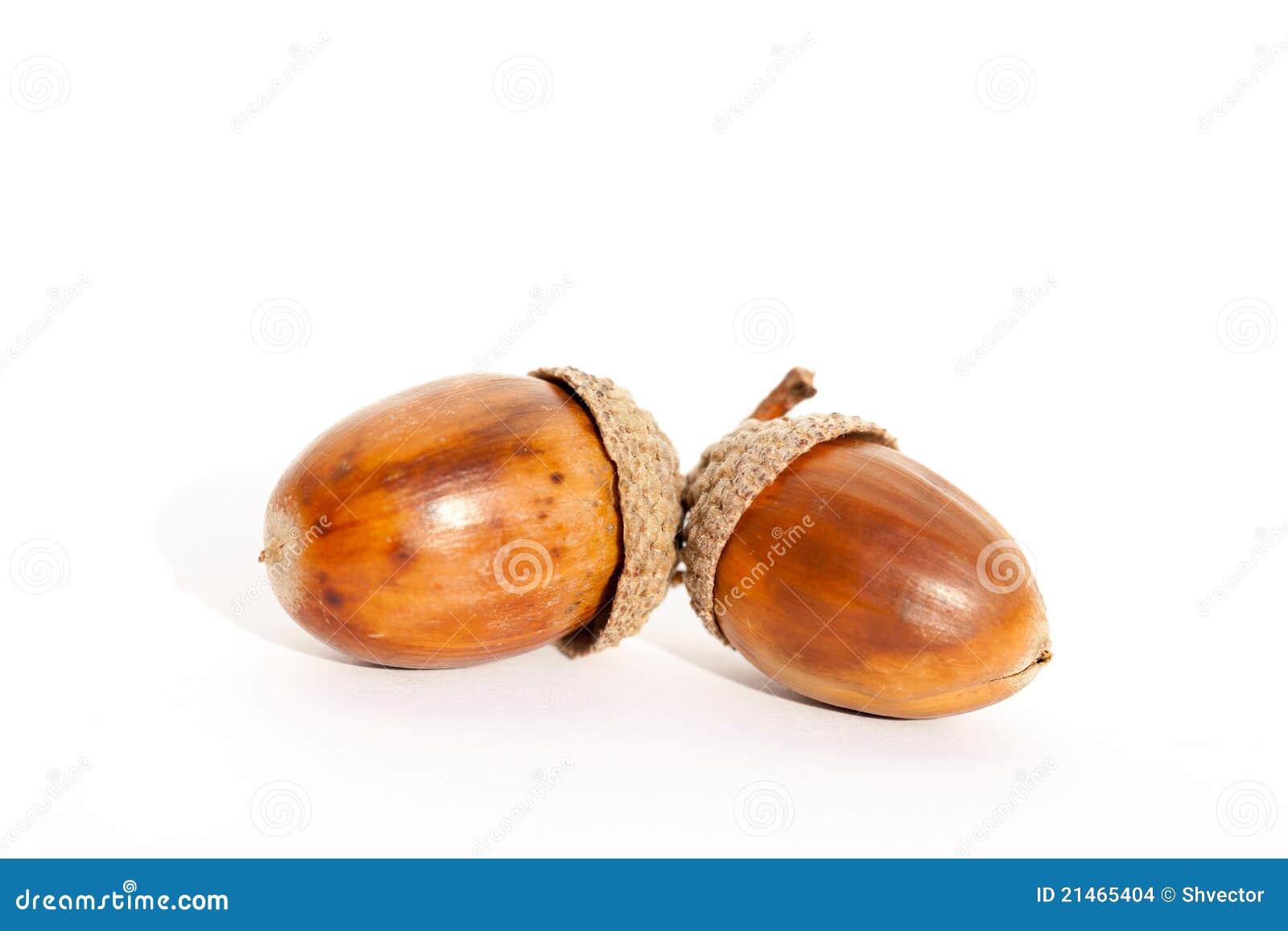 Acorns stock photo. Image of acorn, pattern, october - 21465404