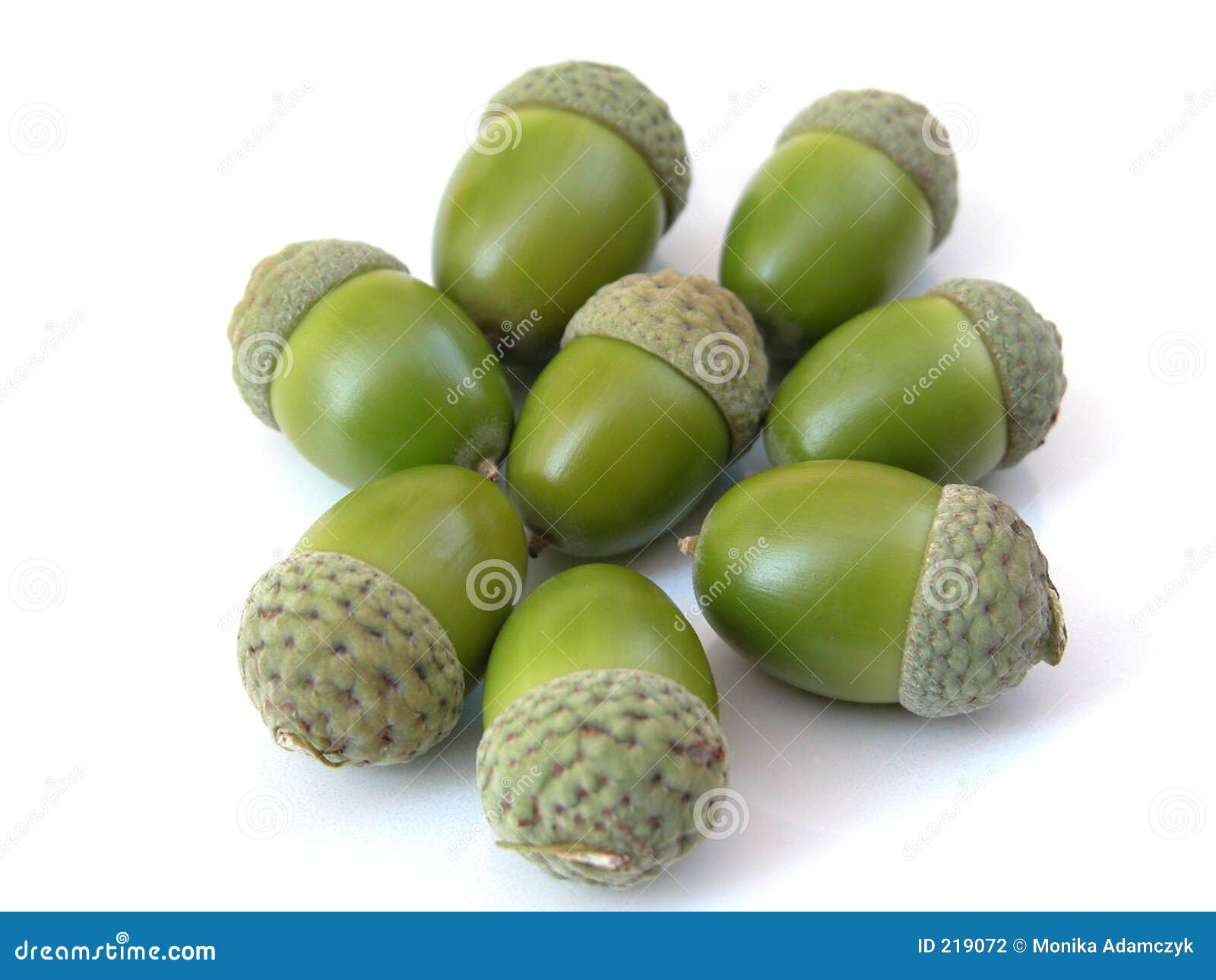 Acorns stock photo. Image of autumn, composition, details - 219072