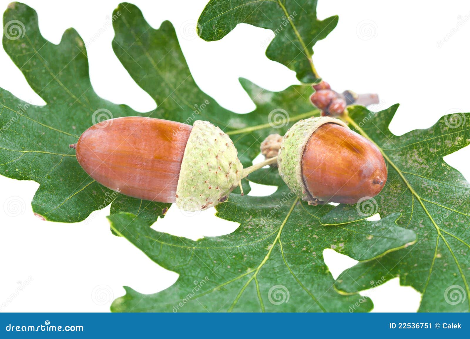 The acorns stock image. Image of nuts, detail, fall, closeup - 22536751