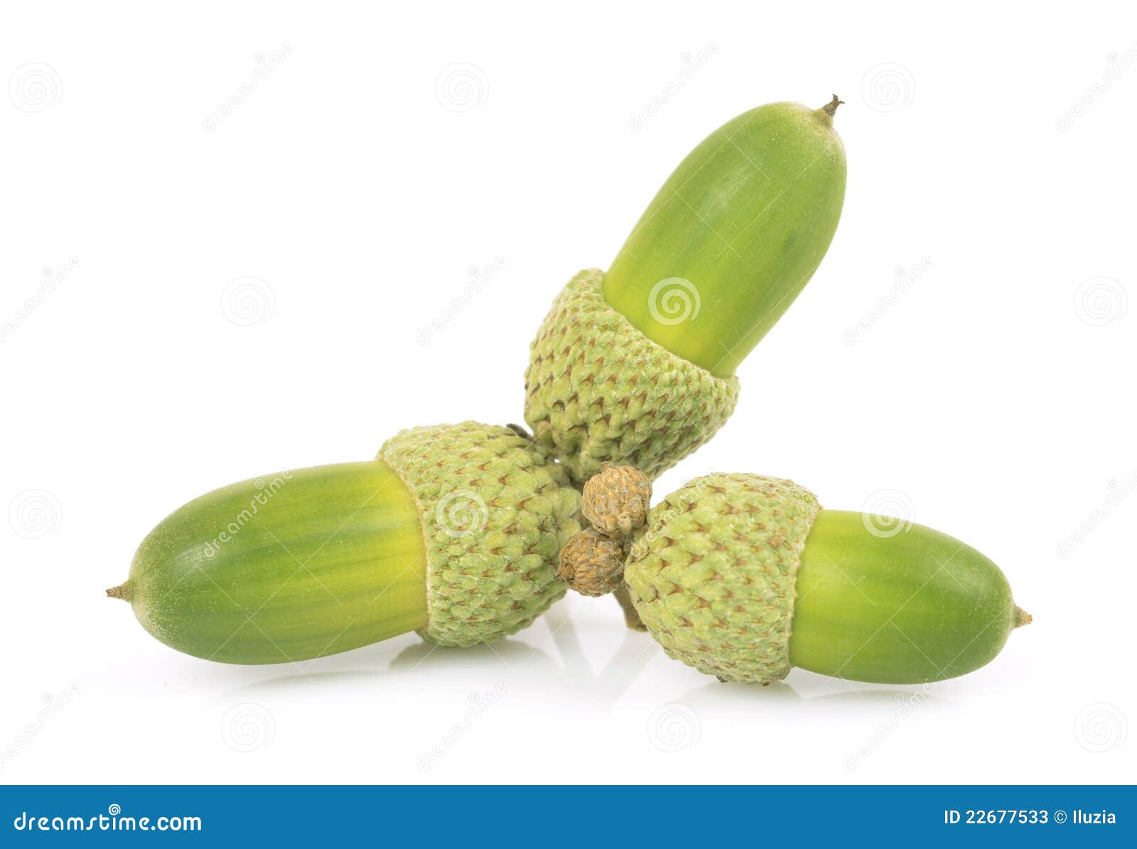 Acorns stock image. Image of acorn, closeup, ecology - 22677533