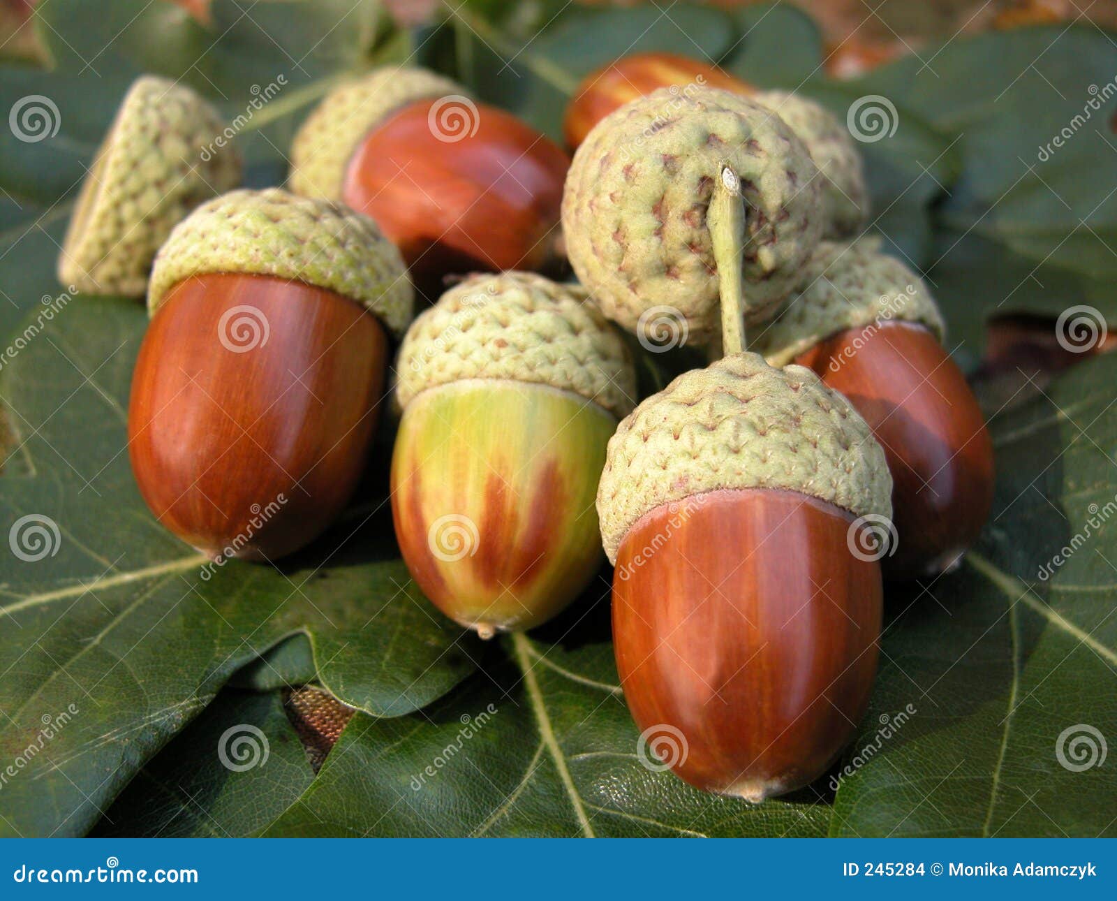 Acorns stock photo. Image of acorns, plants, forest, composition - 245284