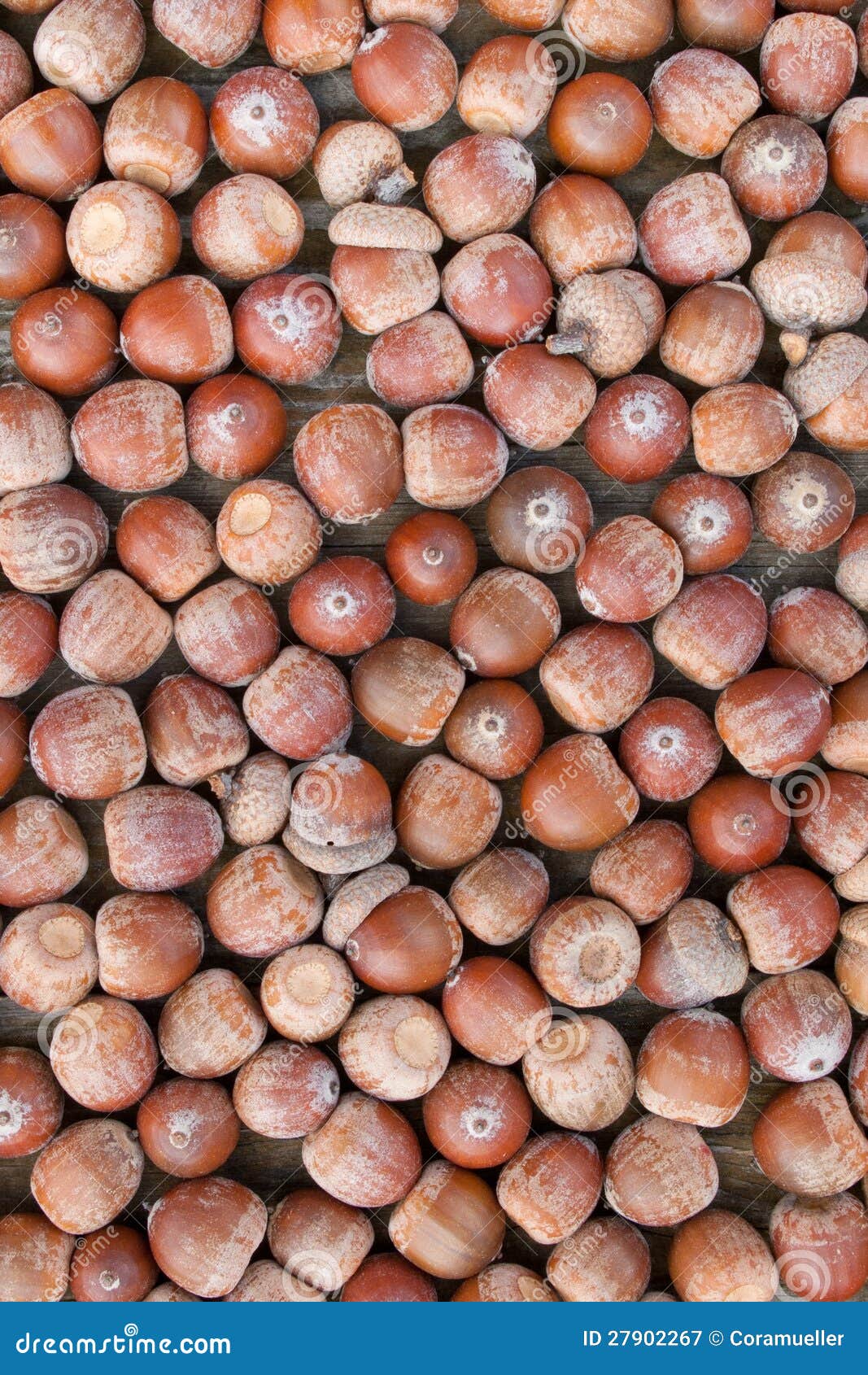 Acorns stock image. Image of acorn, acorns, fruit, backgrounds - 27902267