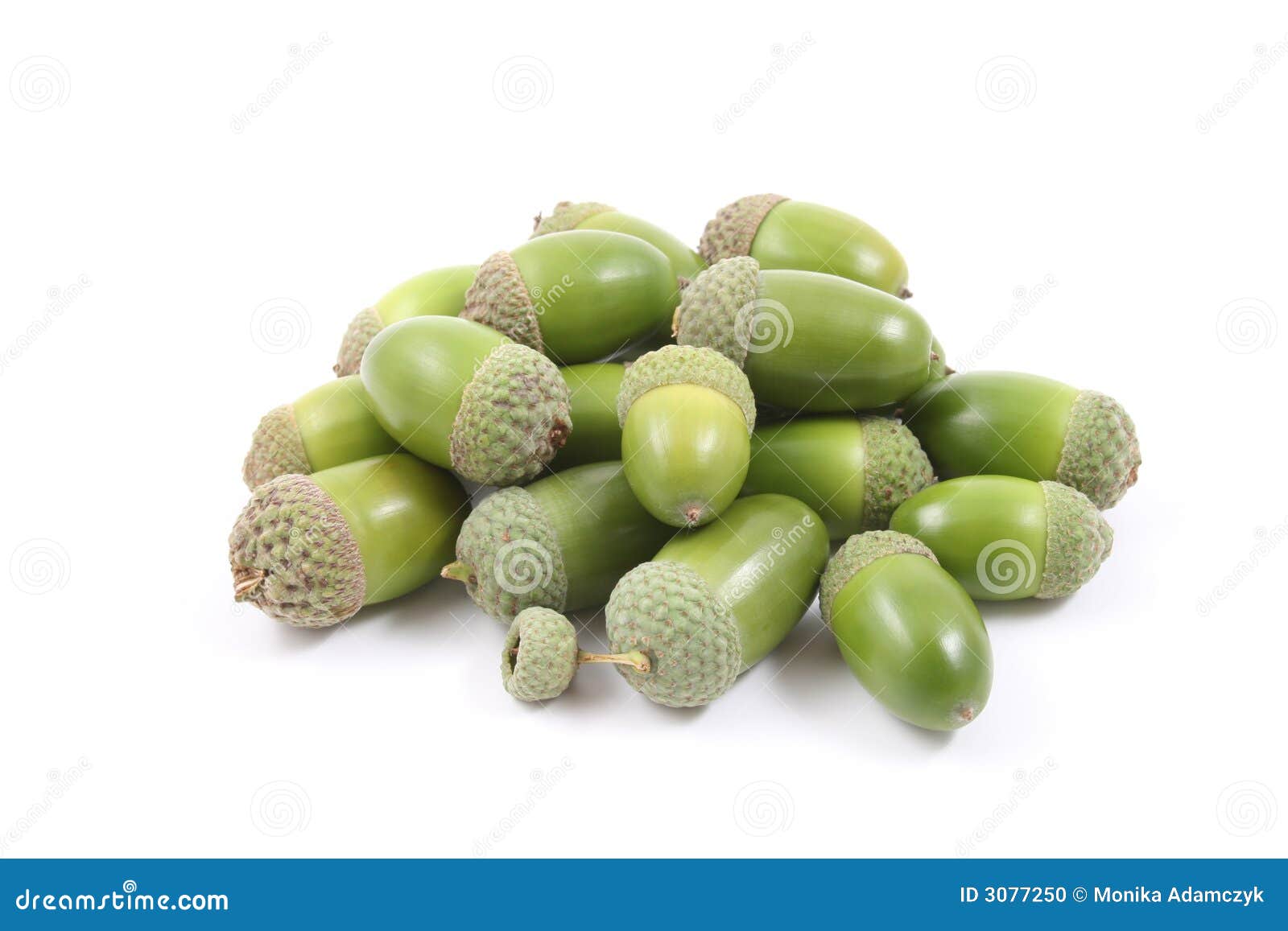 Acorns stock photo. Image of wood, acorn, isolated, stack - 3077250