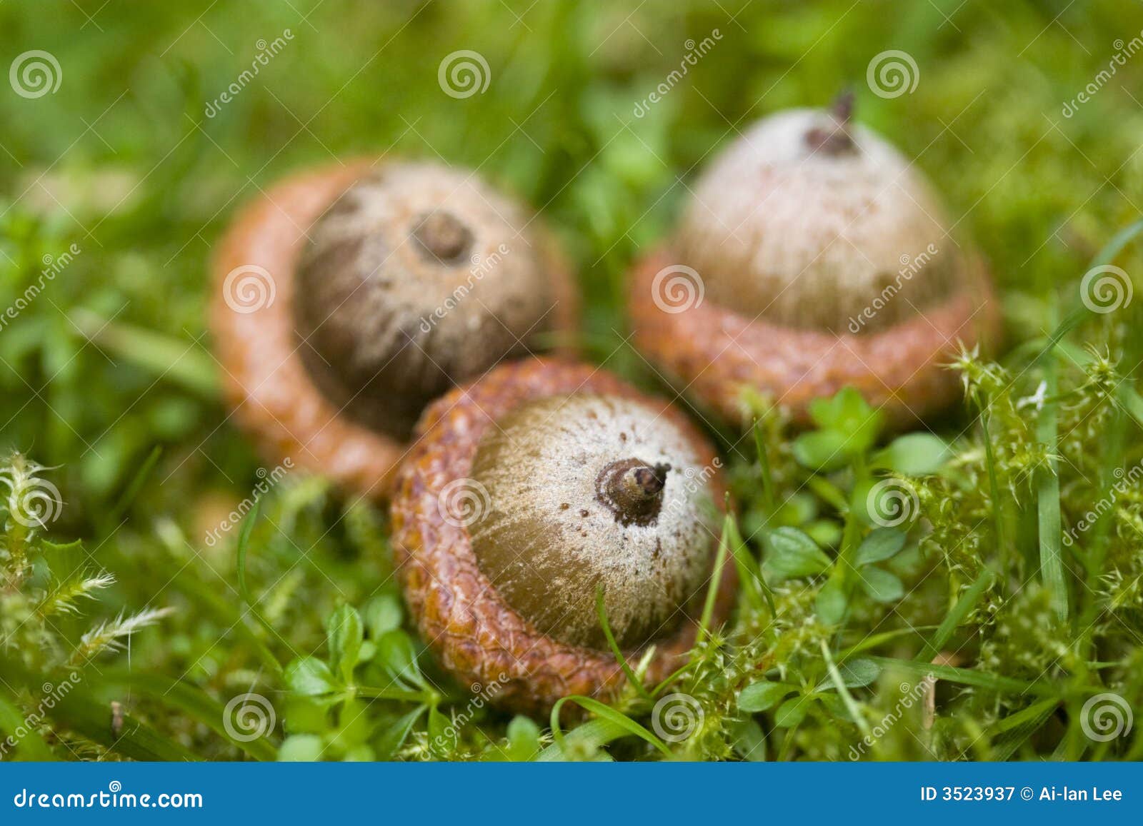 Acorns stock image. Image of three, macro, brown, british - 3523937