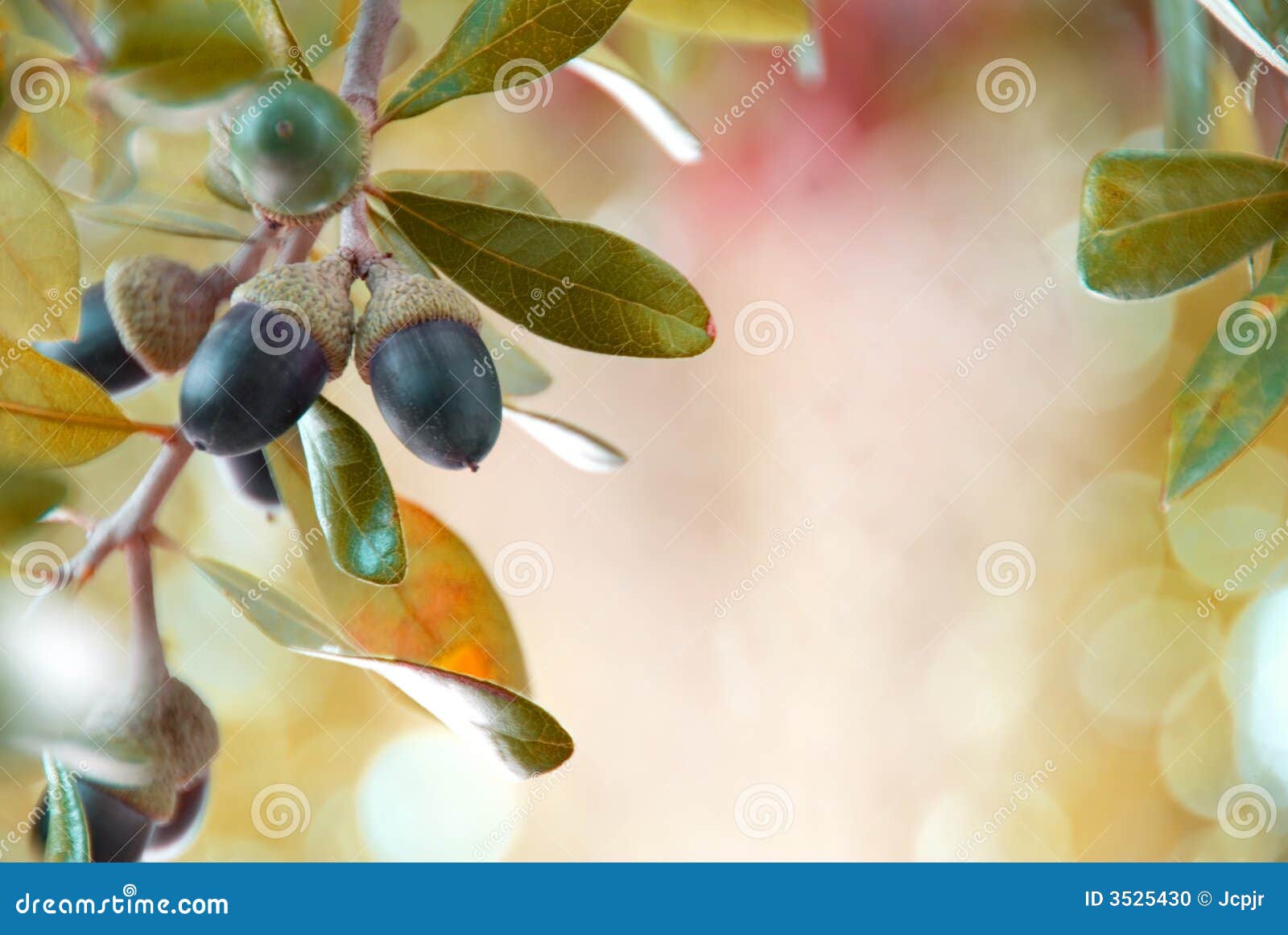 Acorns stock photo. Image of food, november, colorful - 3525430