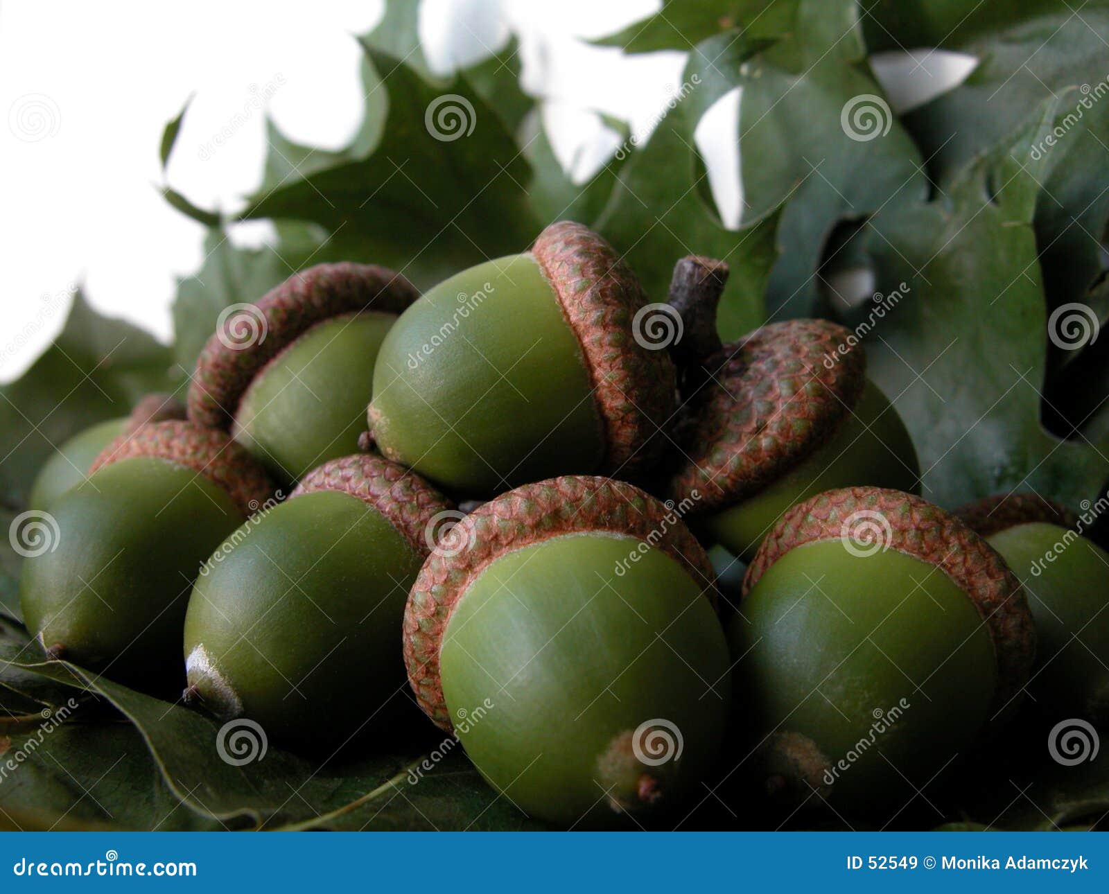 Acorns stock image. Image of plant, nature, forest, green - 52549