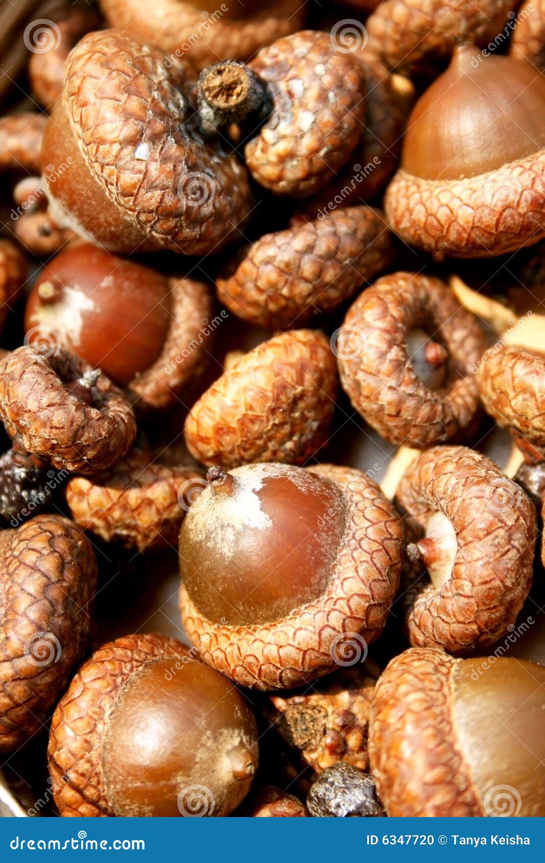 Acorns stock photo. Image of organic, close, multicolored - 6347720
