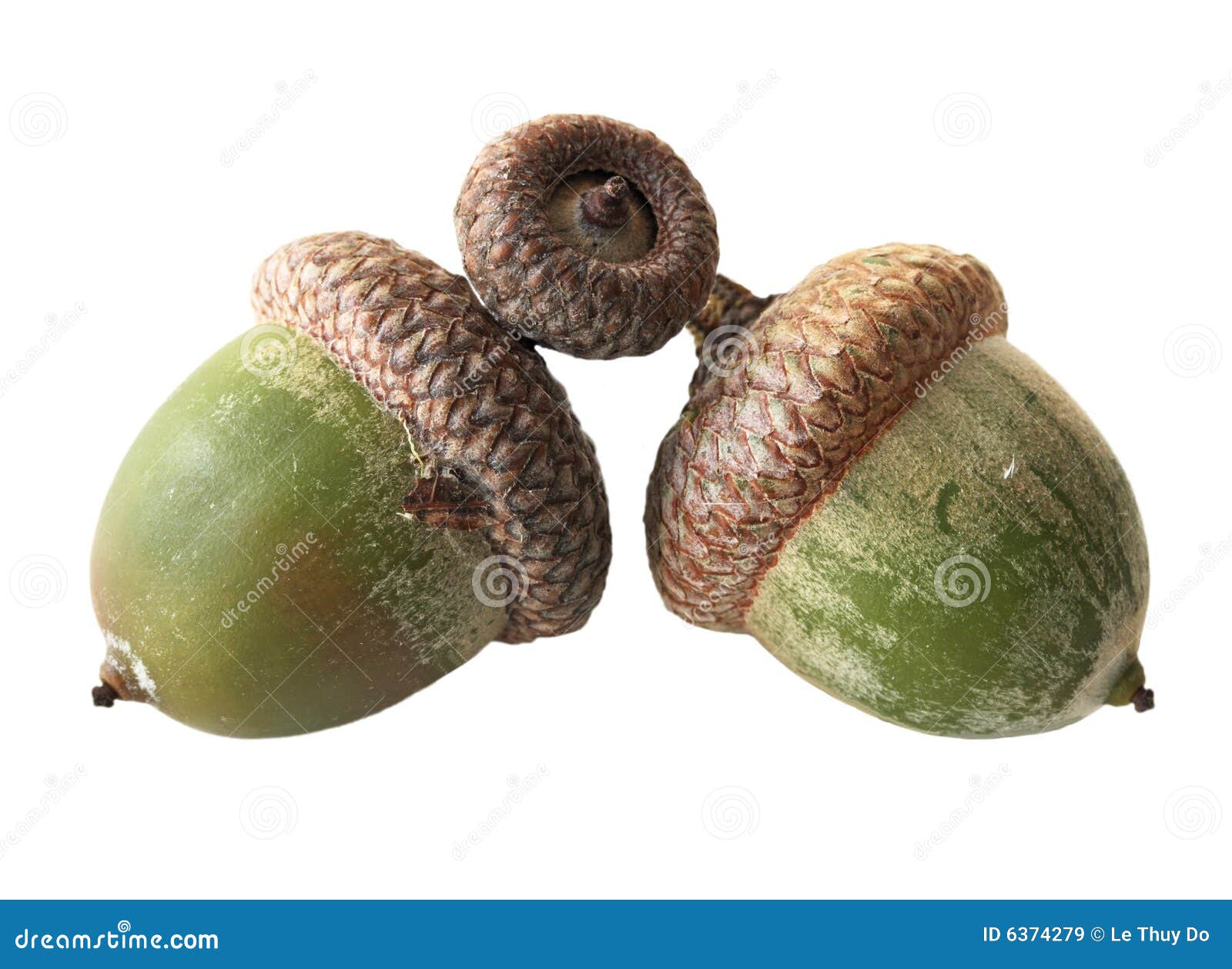 Acorns stock image. Image of macro, studio, background - 6374279