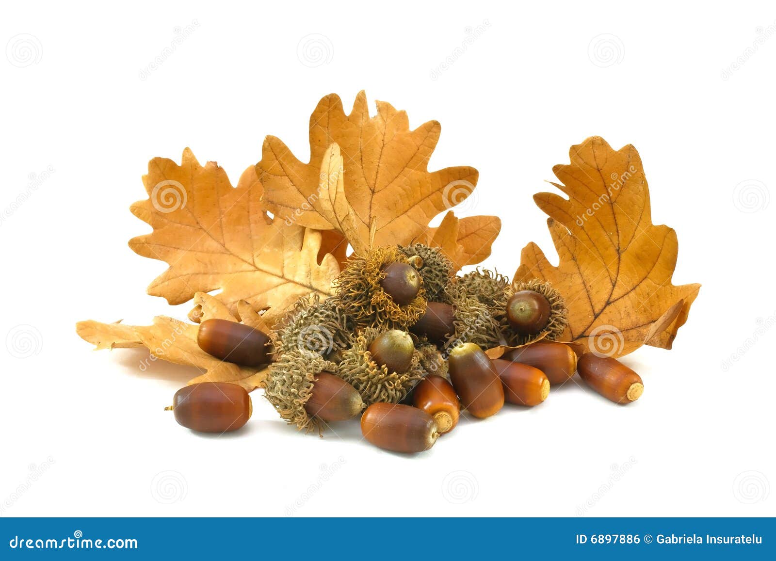 Acorns stock photo. Image of closeup, plant, isolated - 6897886