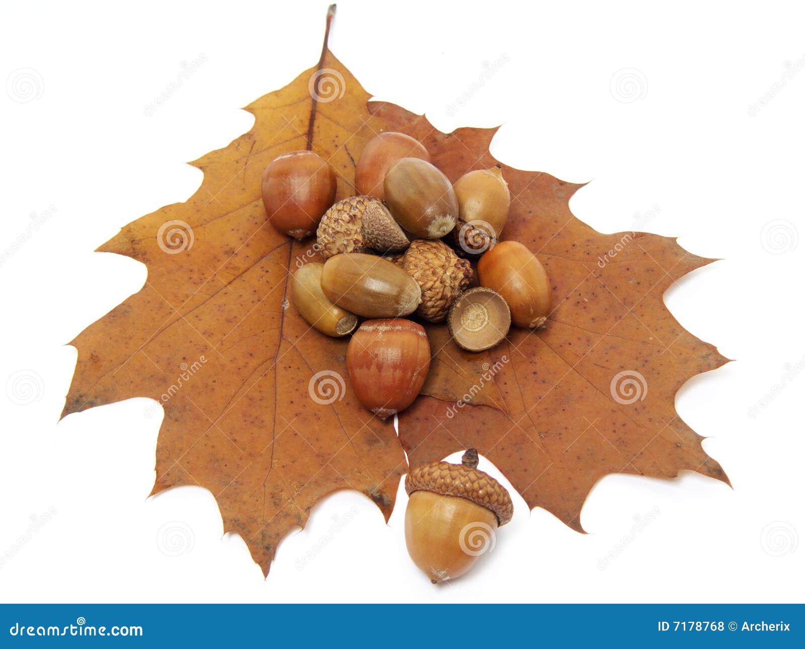 Quercitron Stock Photos - Free & Royalty-Free Stock Photos from Dreamstime