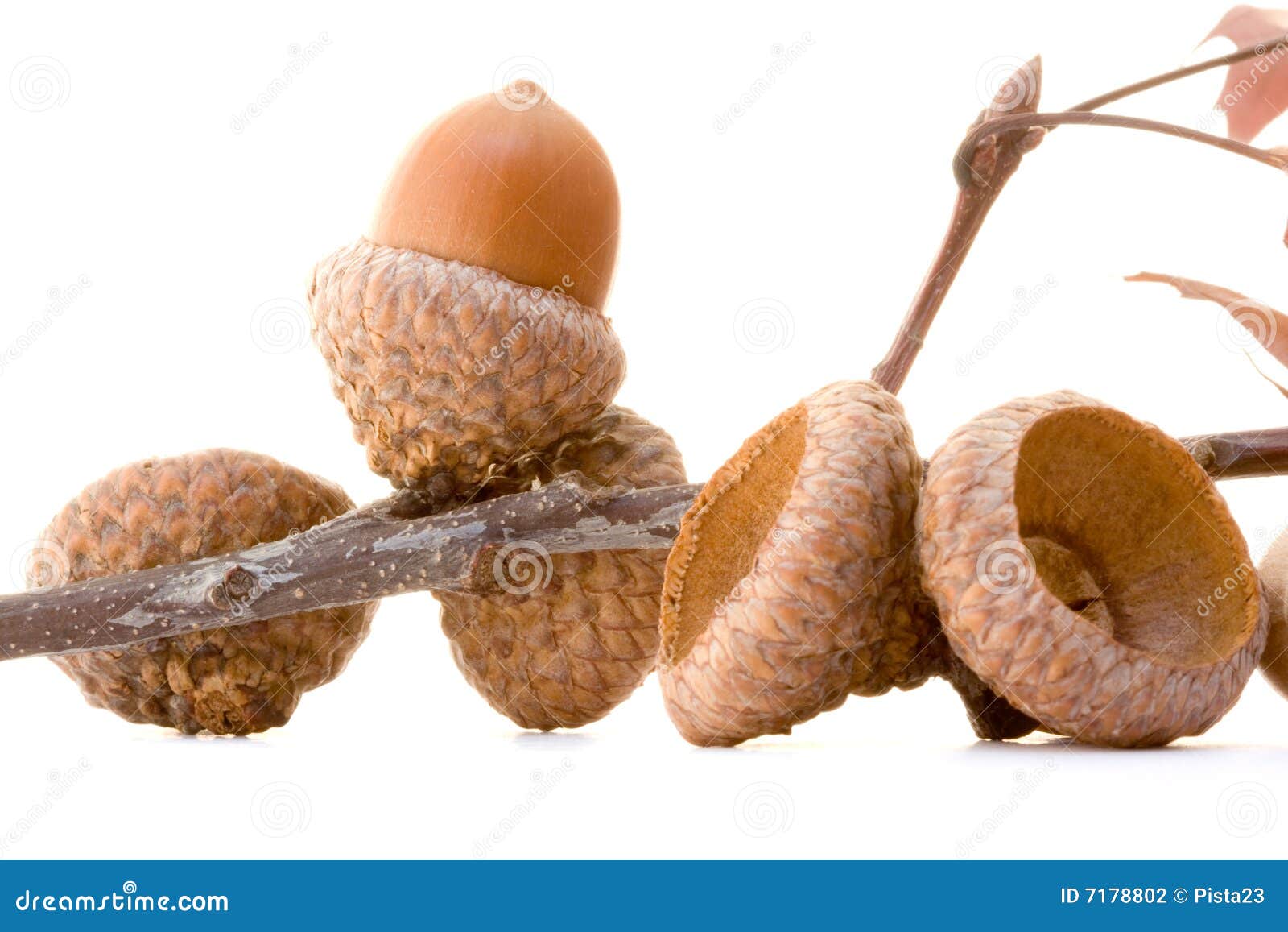 Acorns stock photo. Image of foliage, profile, nature - 7178802