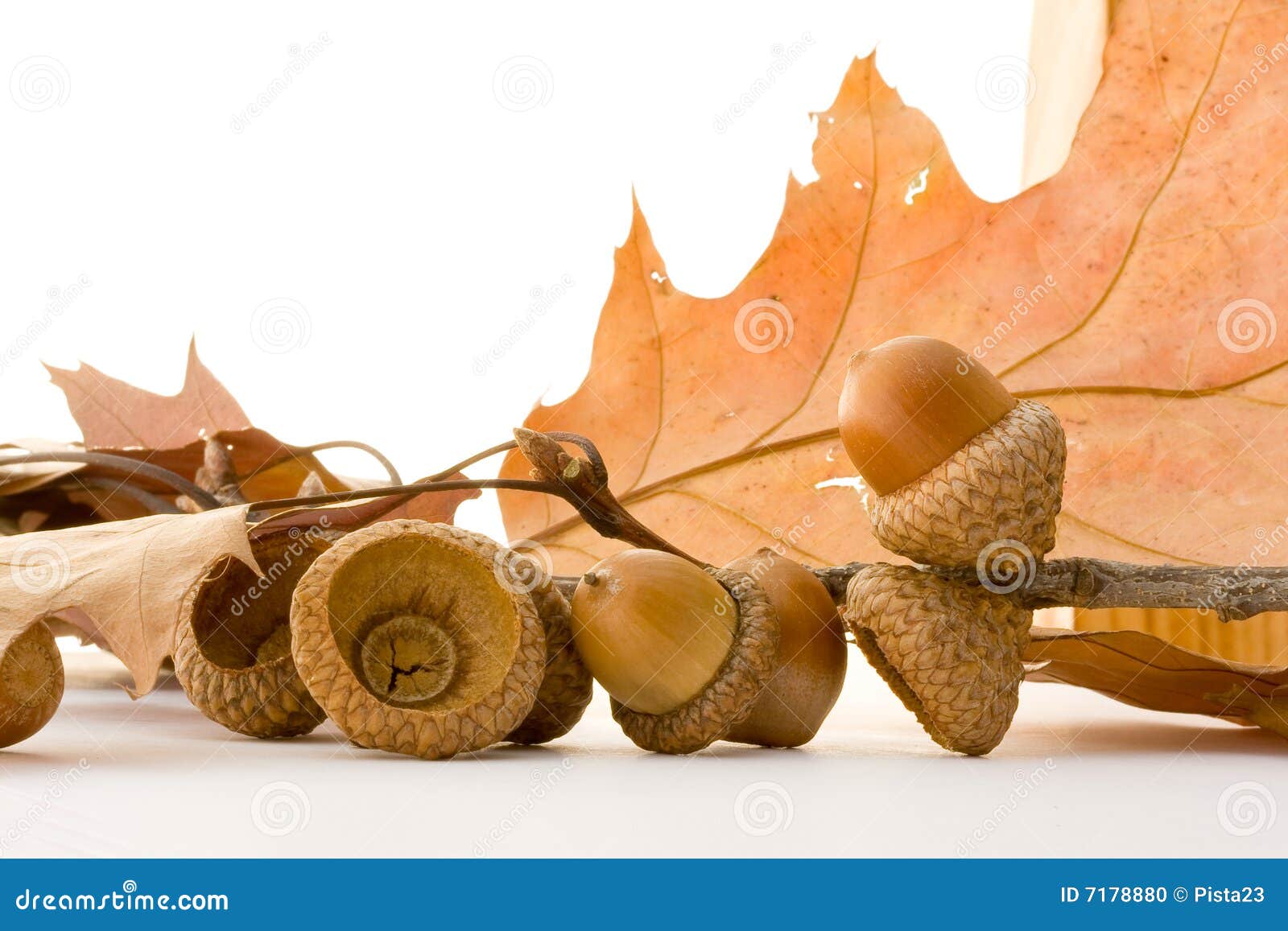 Acorns stock photo. Image of vibrant, october, plant, acorn - 7178880