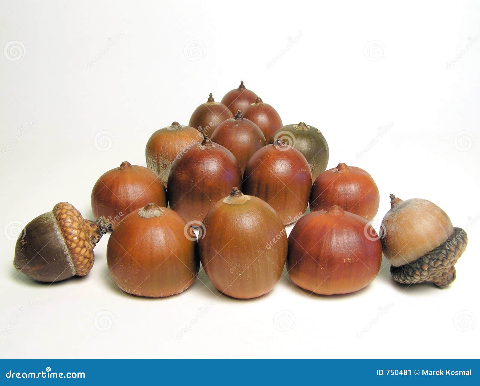 Acorns stock image. Image of brown, pyramid, acorns, acorn - 750481
