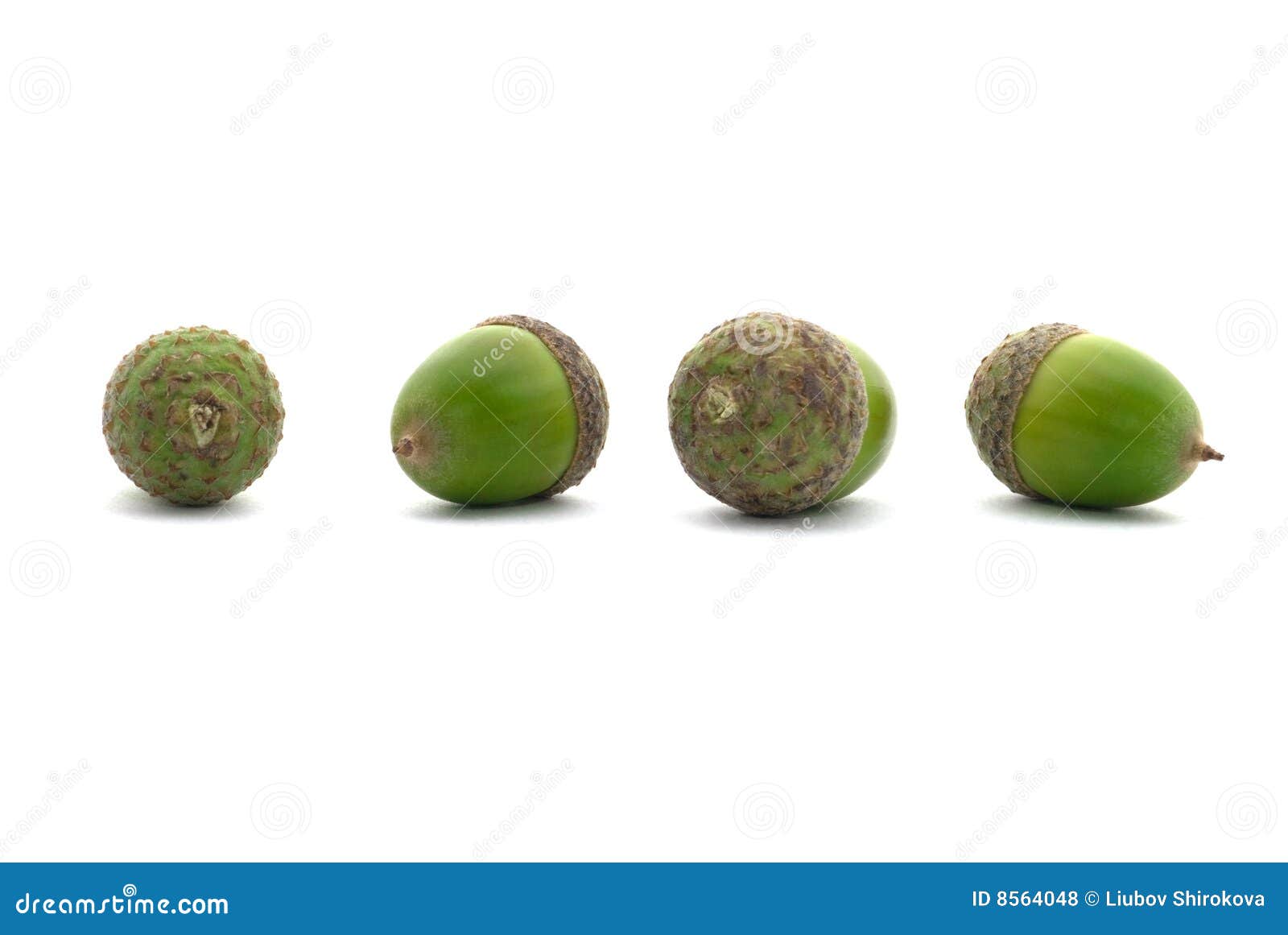 Acorns stock photo. Image of forest, life, seed, number - 8564048
