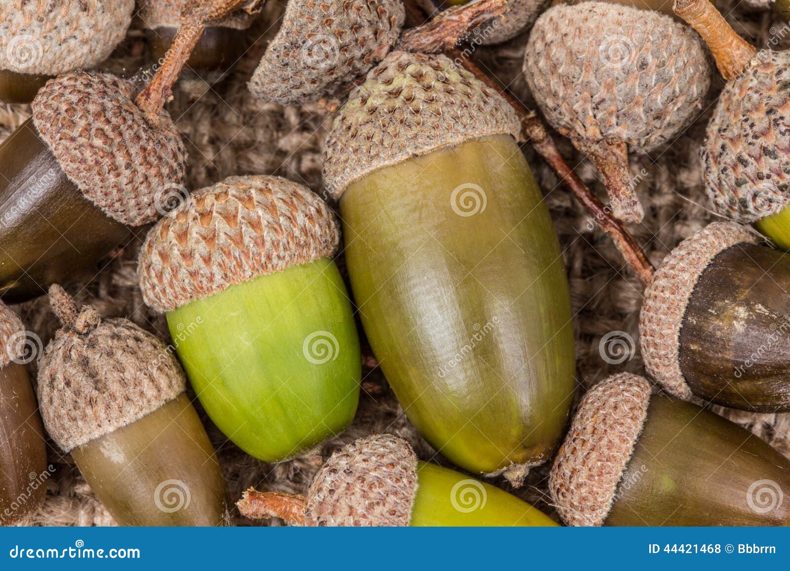 Acorns stock photo. Image of dried, closeup, background - 44421468