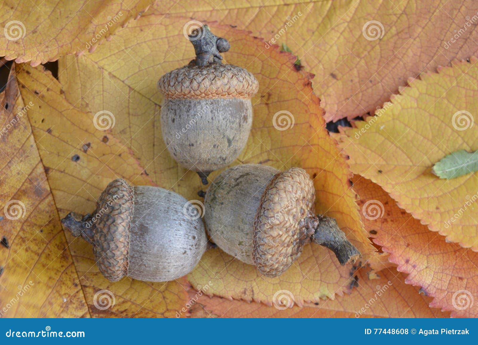 Acorns stock photo. Image of fruit, foliage, september - 77448608