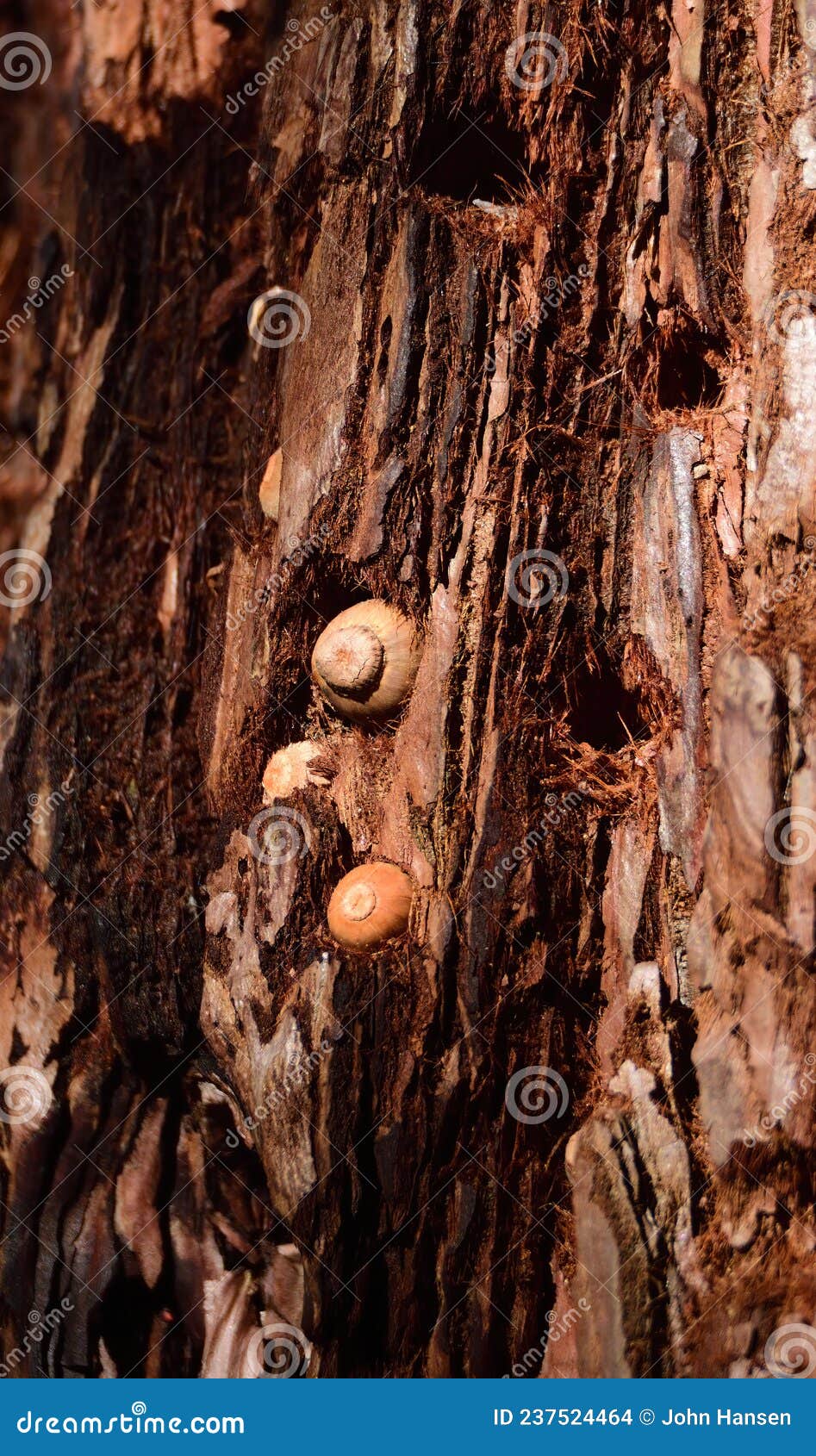 Acorns in the bark stock photo. Image of acorns, larder - 237524464